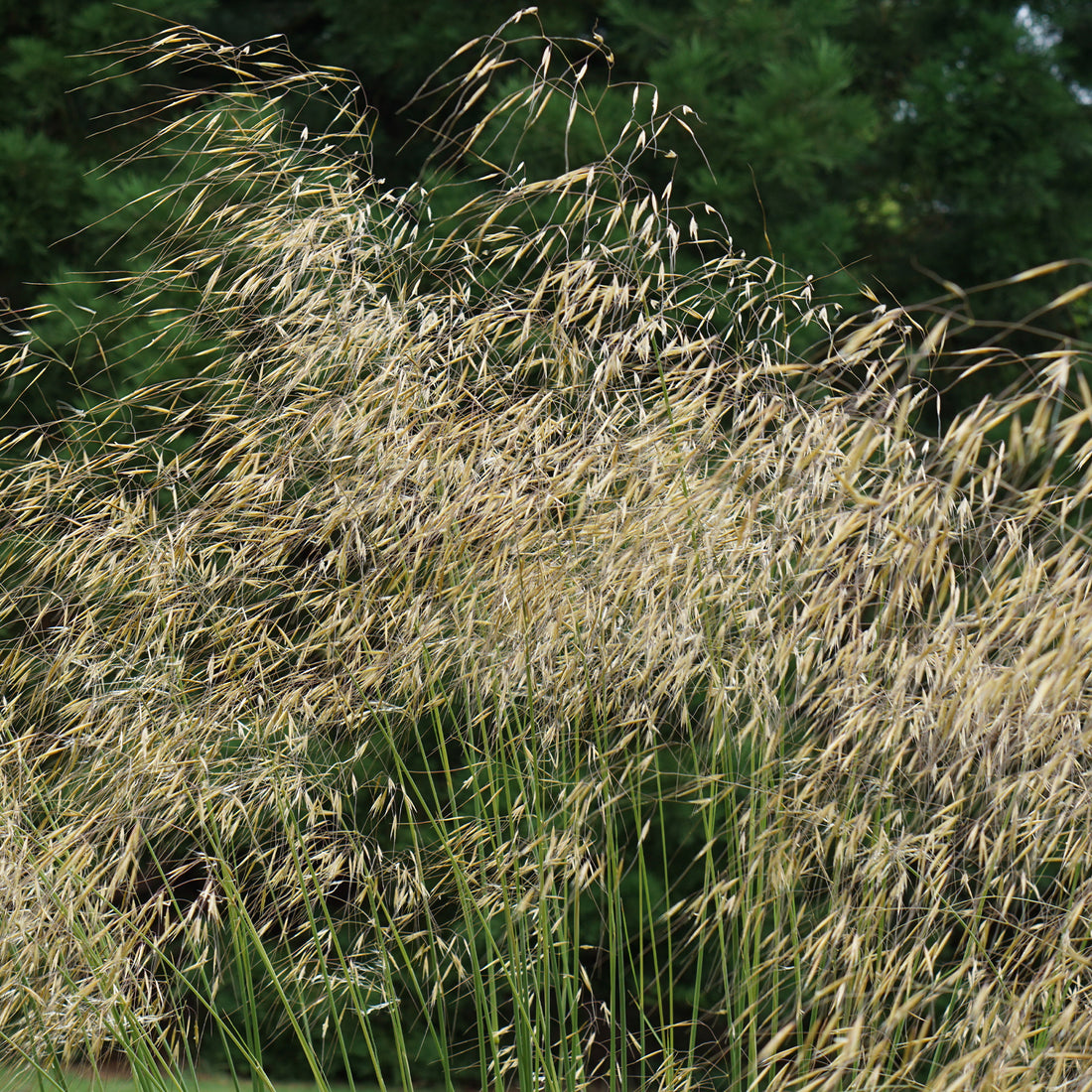 Stipe - Stipa | Achat, Vente en ligne - Willemse
