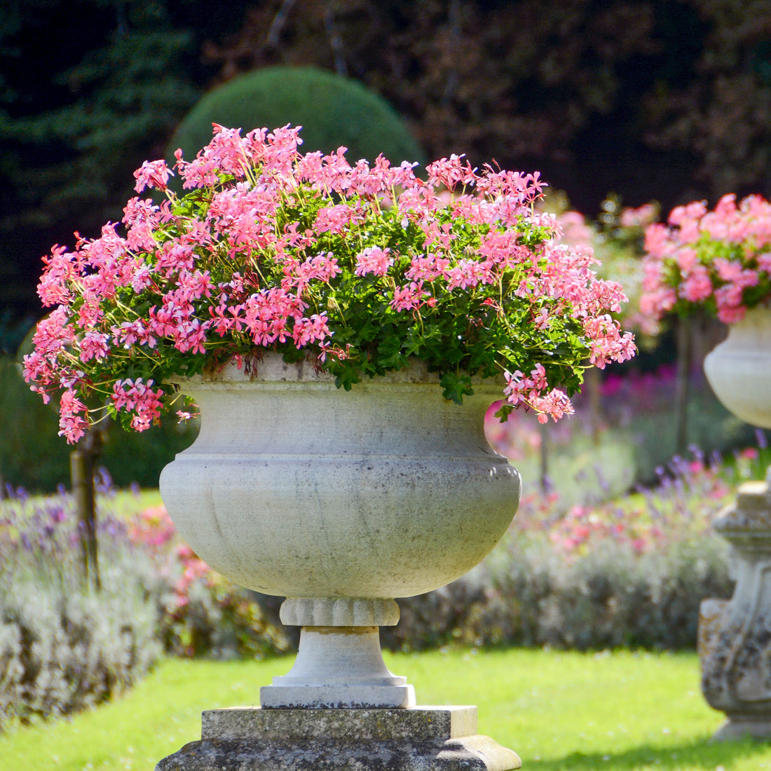 Géranium lierre pour balcon et pot fleuris | Willemse