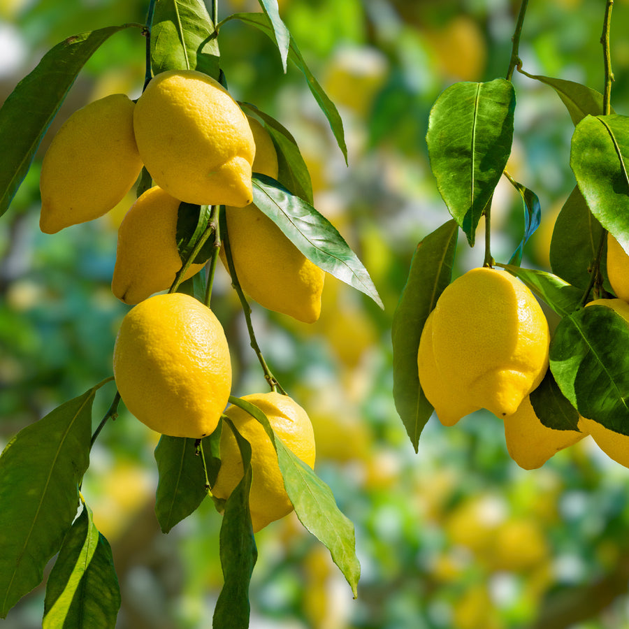 Calamondin - Citrus mitis