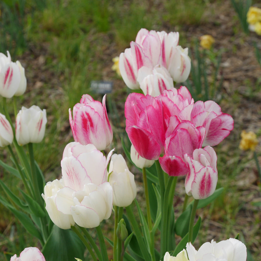 Bulbes 7 Tulipes Pluriflores Candy Club - Tulipa Candy Club