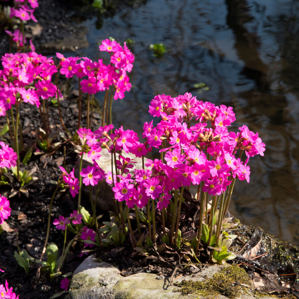 Primevère rose Grandiflora - Primula rosea grandiflora