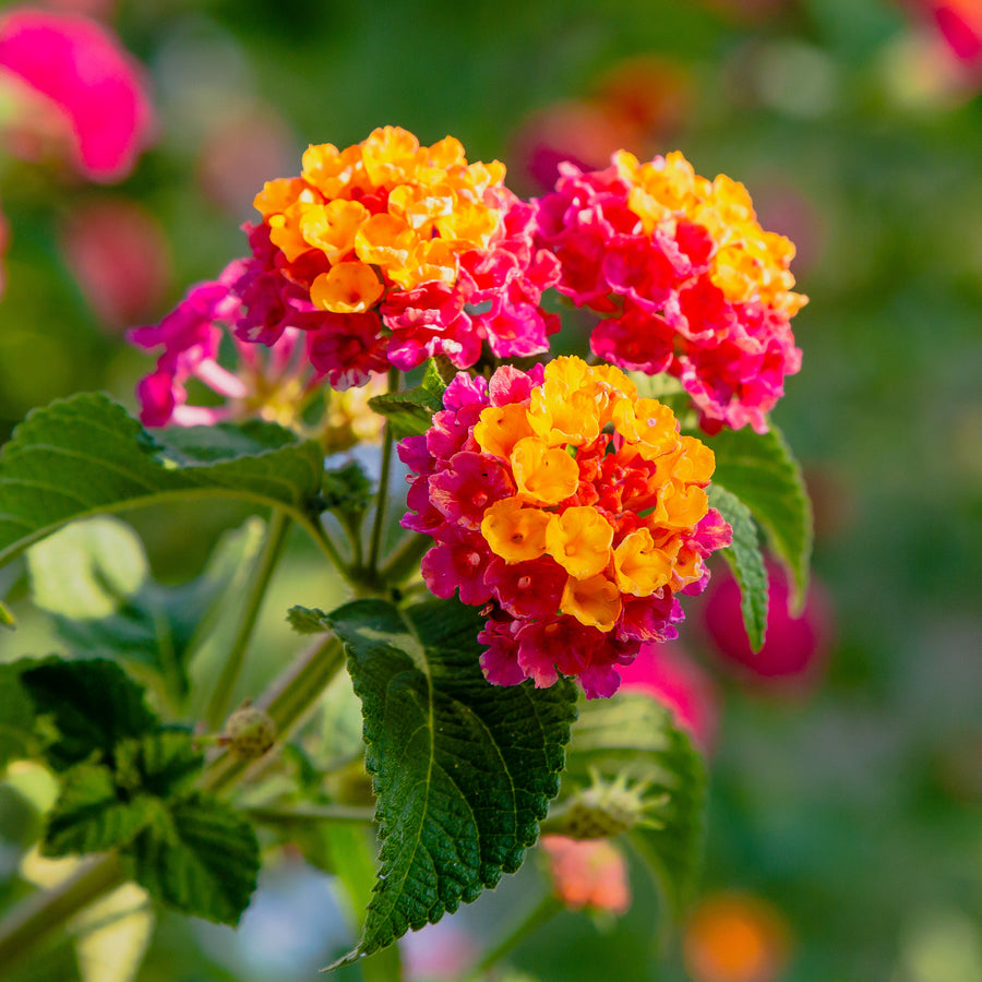 Lantanier - lantana pour balcon et plein soleil | Willemse