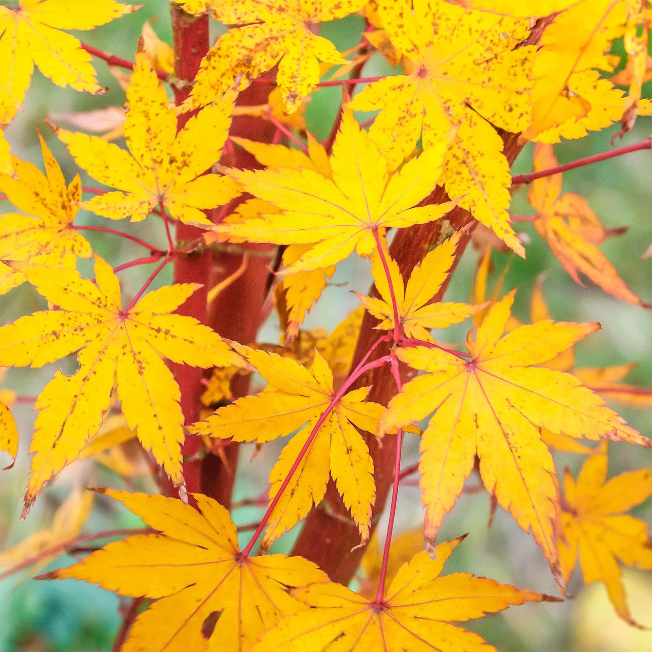 Erable du Japon Sango-kaku - Acer palmatum Sangokaku