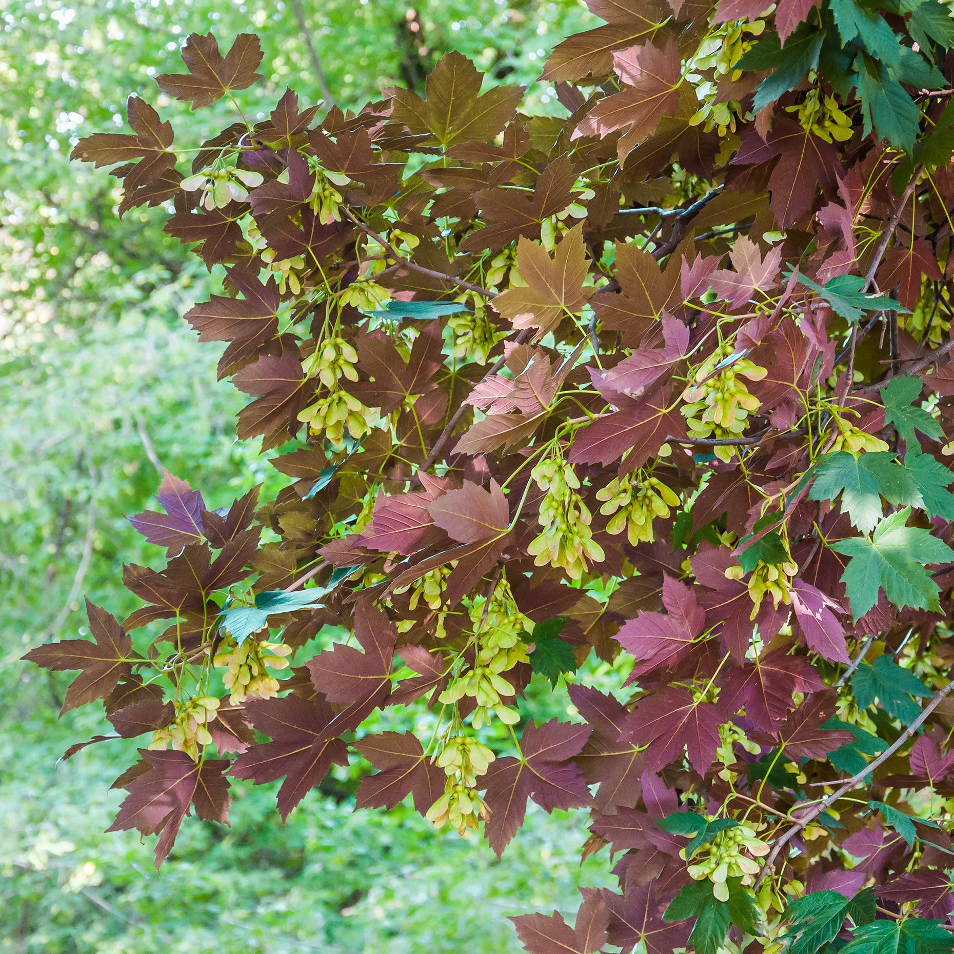 Erable sycomore Atropurpureum - Acer pseudoplatanus Atropurpureum