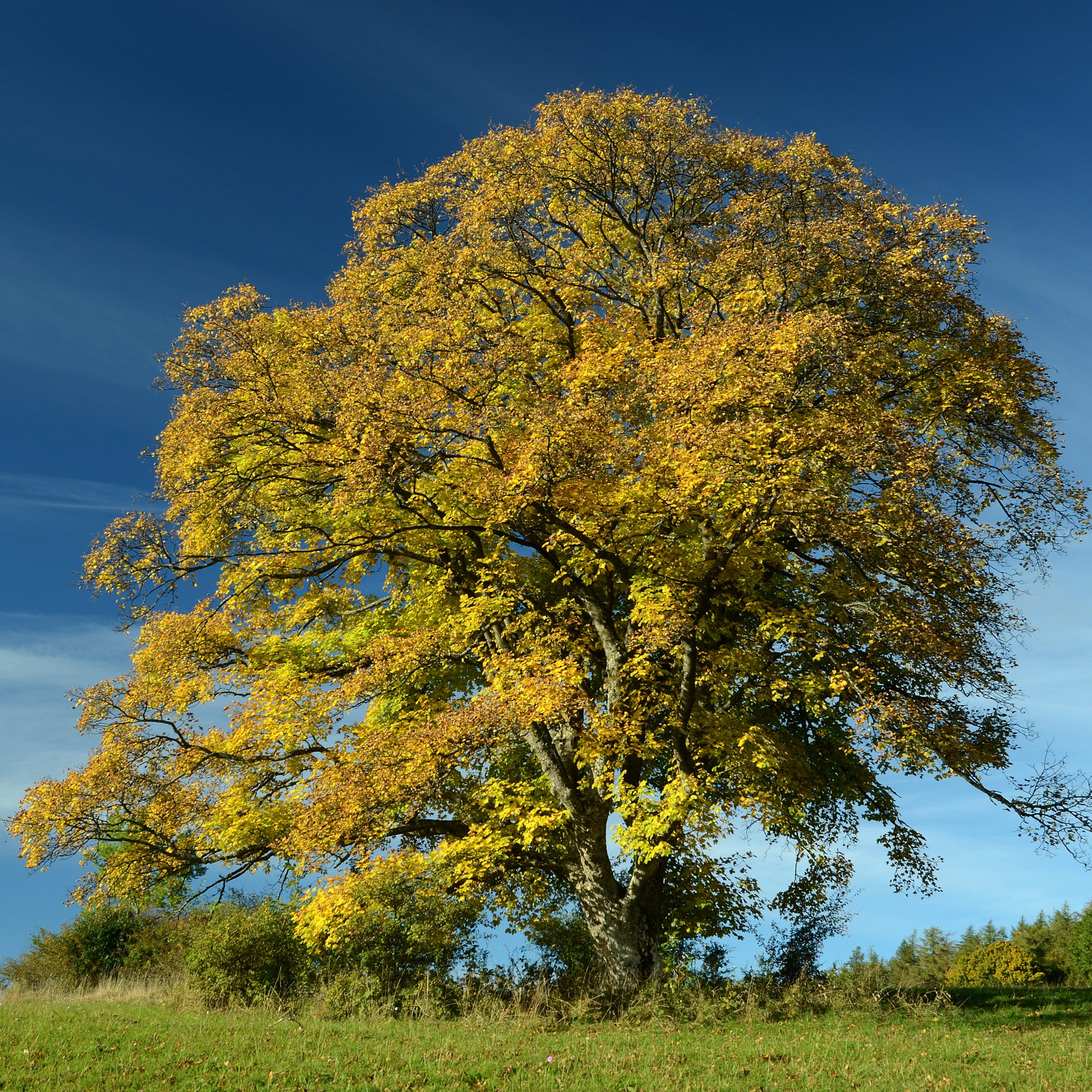 Erable sycomore - Acer pseudoplatanus