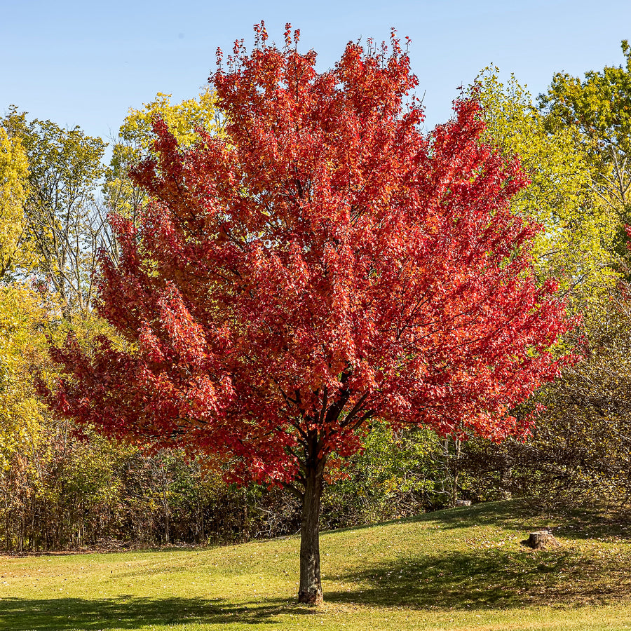 Erable de Freeman Autumn Blaze - Acer freemanii Autumn Blaze