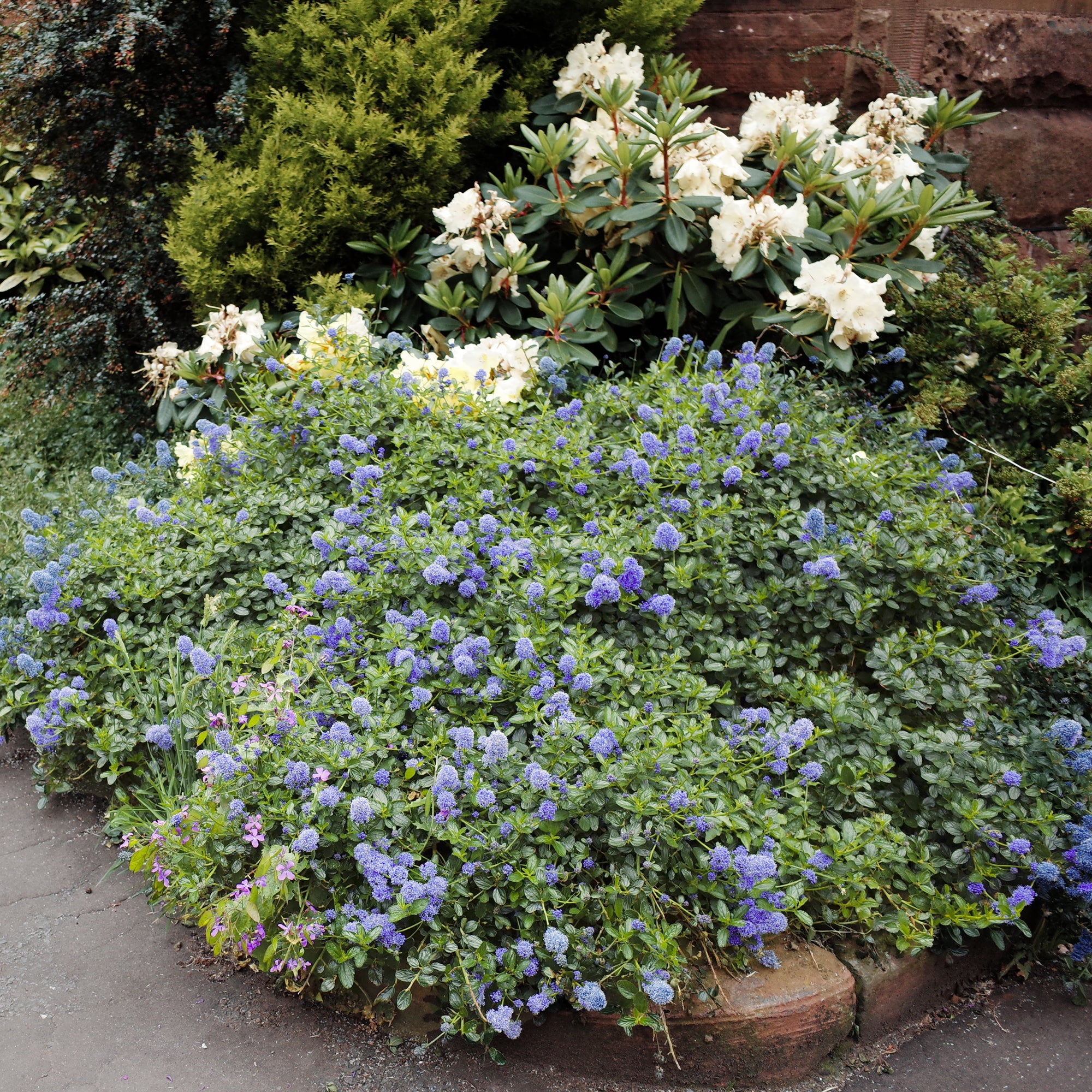 Céanothe Yankee point - Lilas de californie - Ceanothus griseus Yankee ...