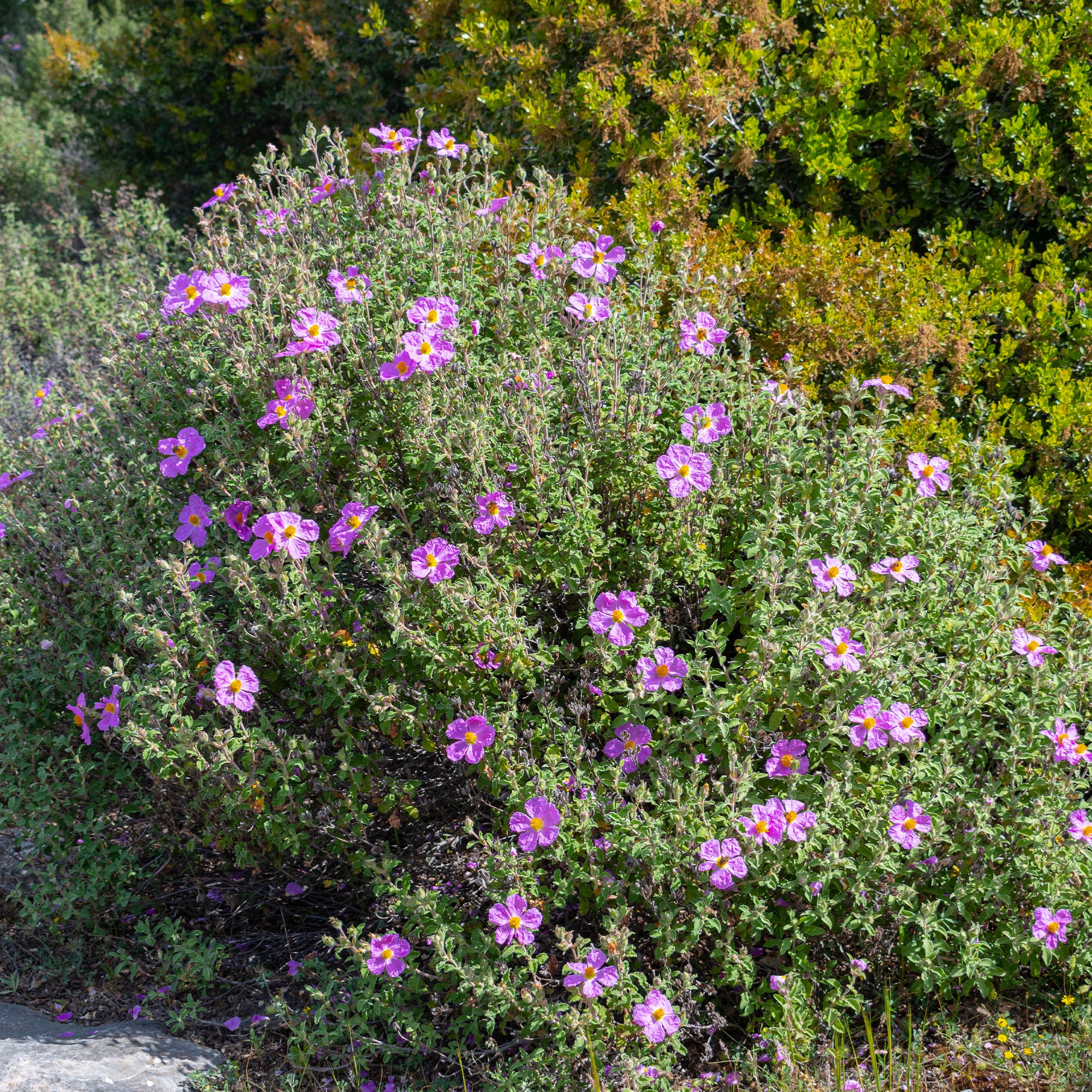 Ciste de Crète - Cistus creticus