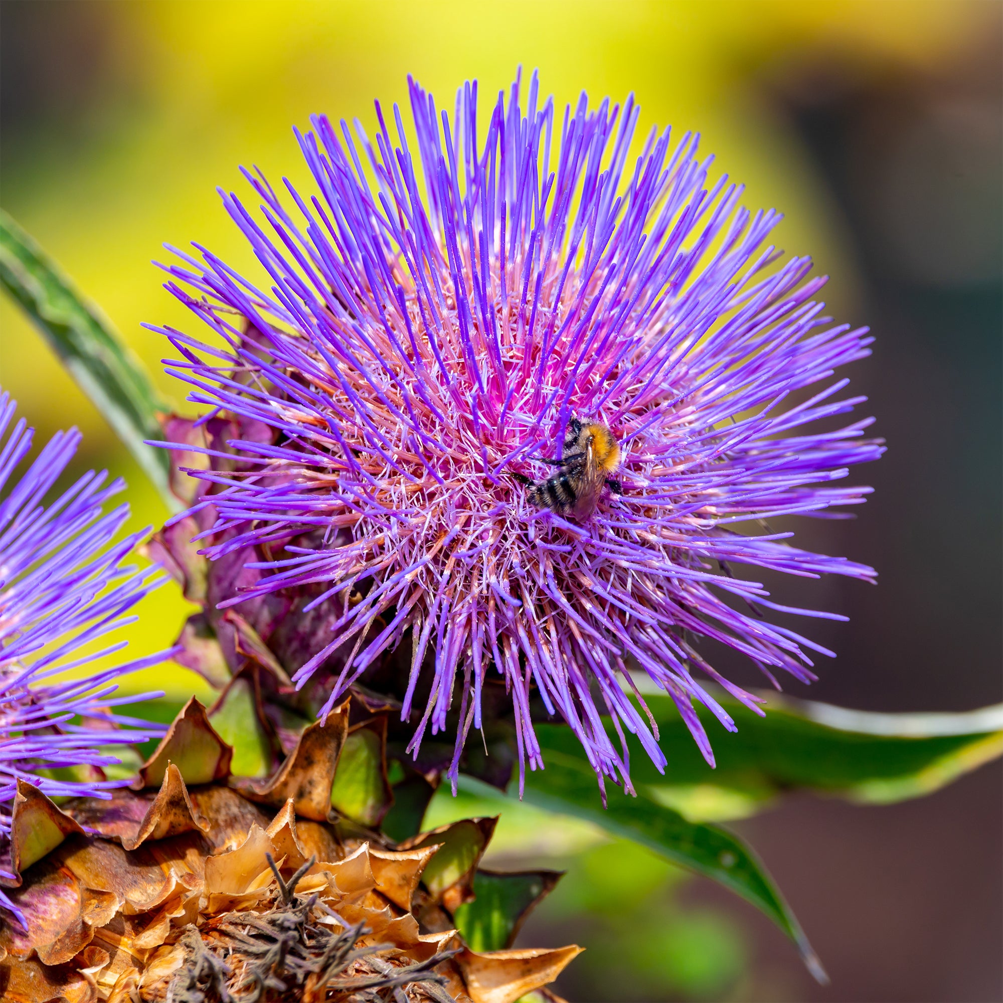 Cardon Cardy - Cynara scolymus Cardy