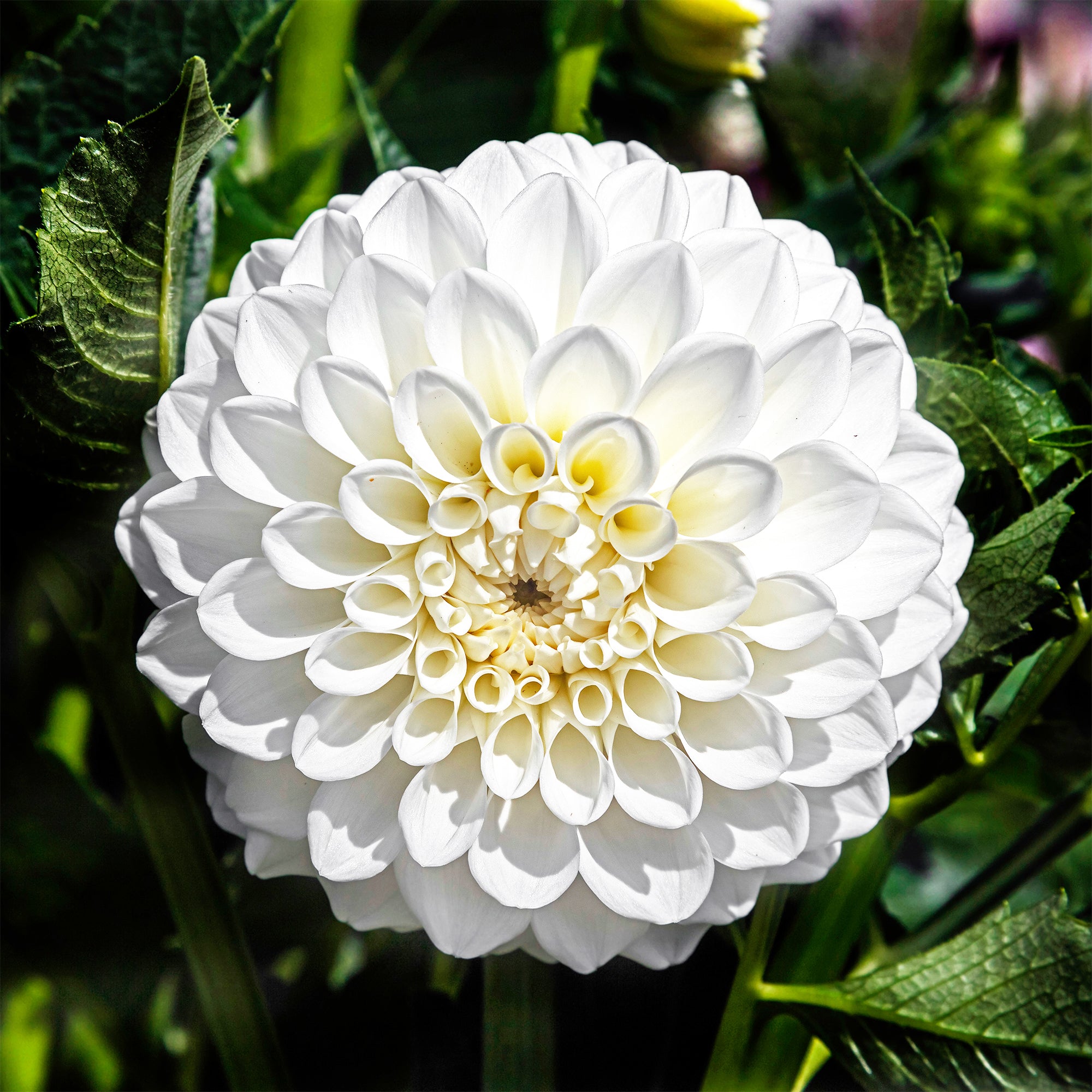Bulbes 3 Dahlias Boom Boom White - Dahlia Boom Boom White