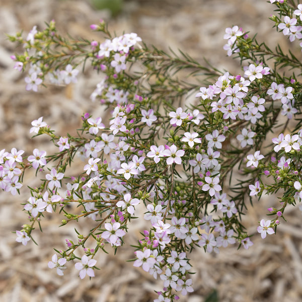 Diosma - Plante du pêcheur, persistant en pot | Willemse