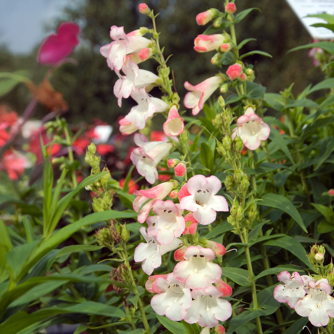 Galane oblique Alba - Chelone obliqua