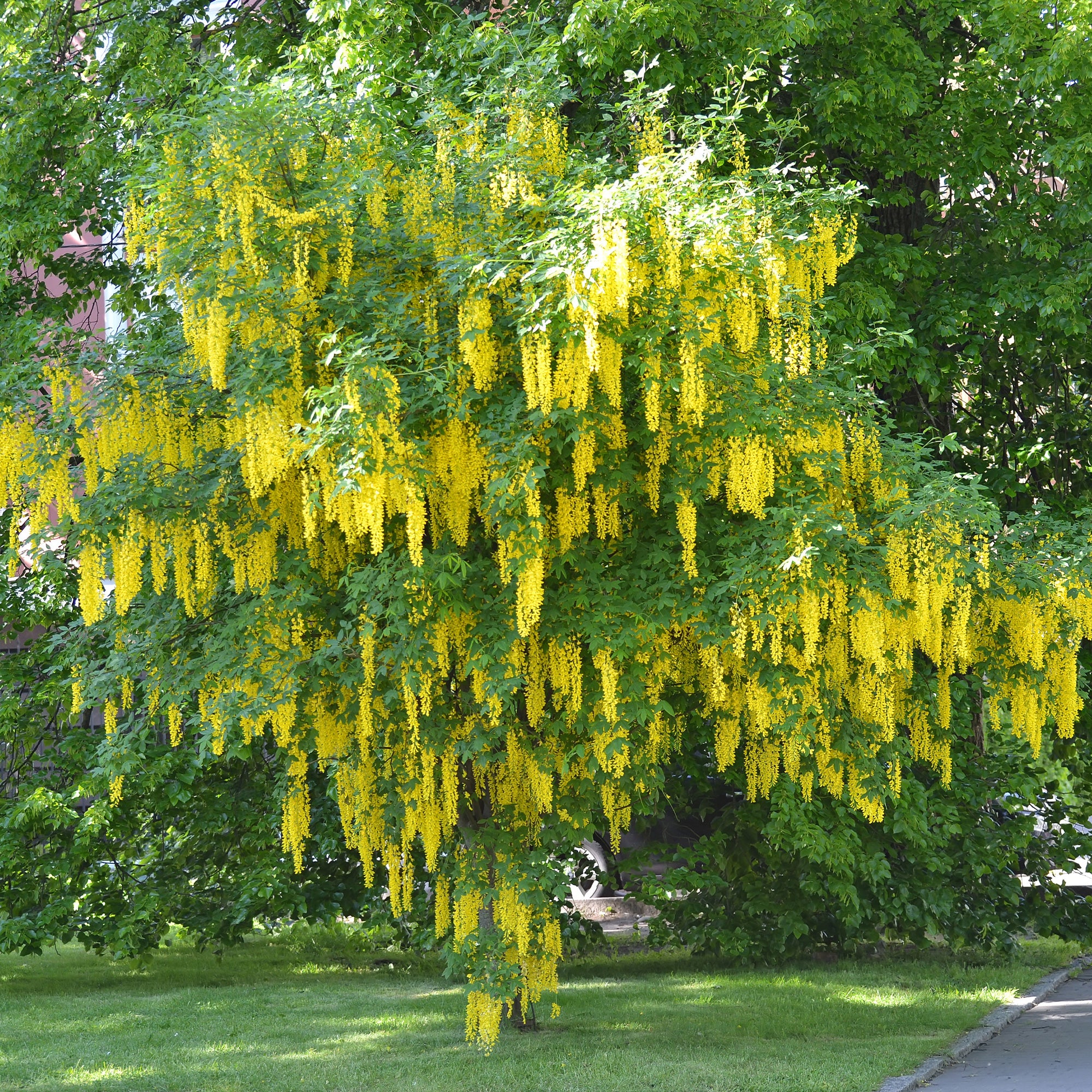 Cytise faux ébénier - Cytise à grappes - Laburnum anagyroides