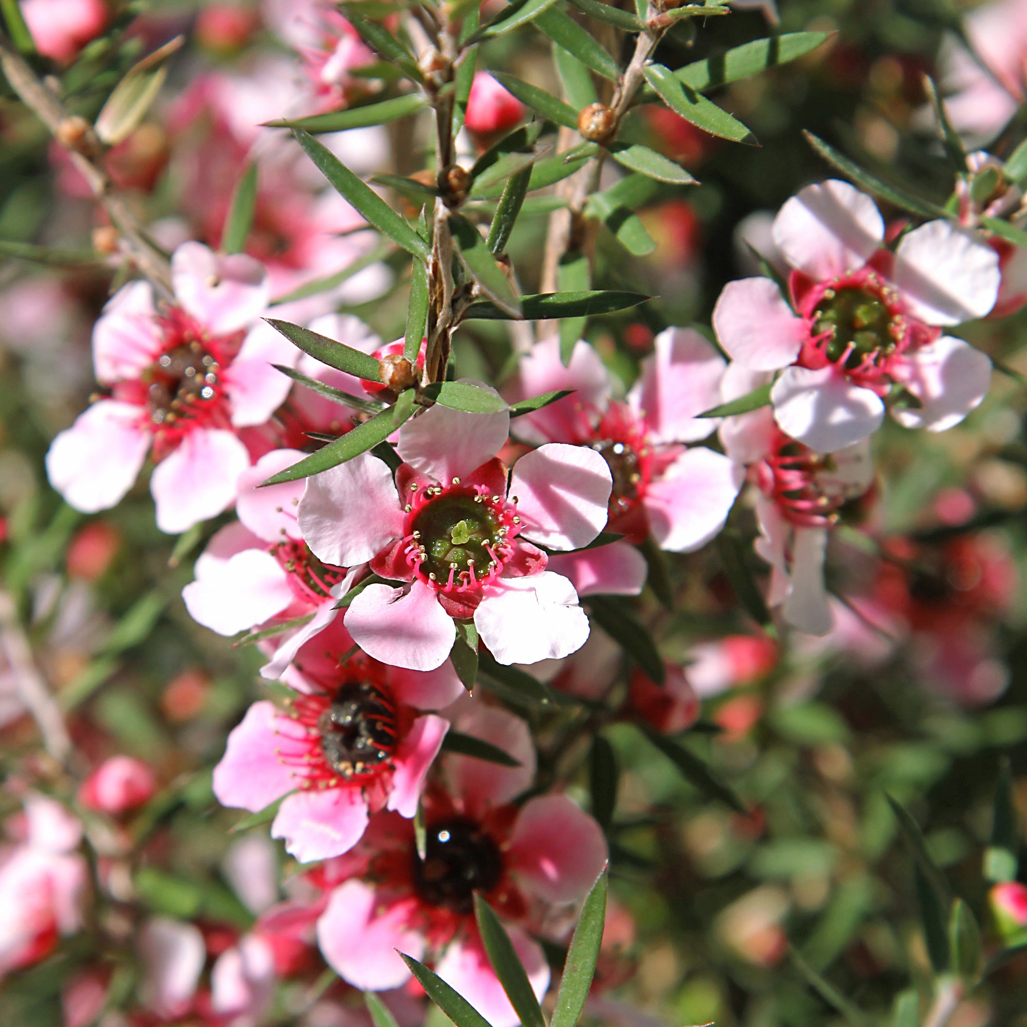 Arbre à thé Martini - Leptospermum scoparium Martinii