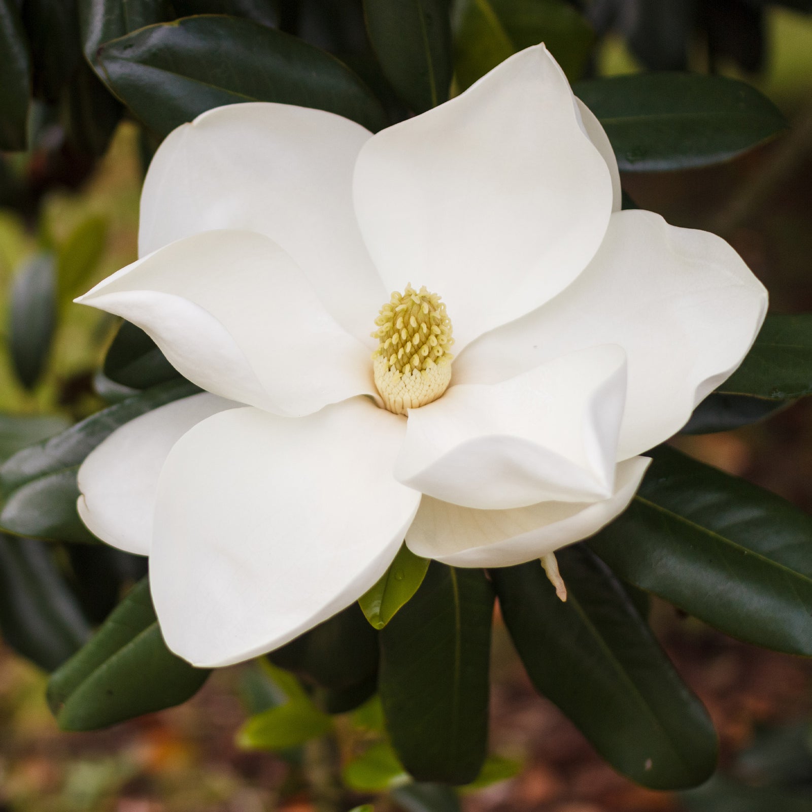 Magnolia grandiflora Alta, persistant parfumé | Willemse