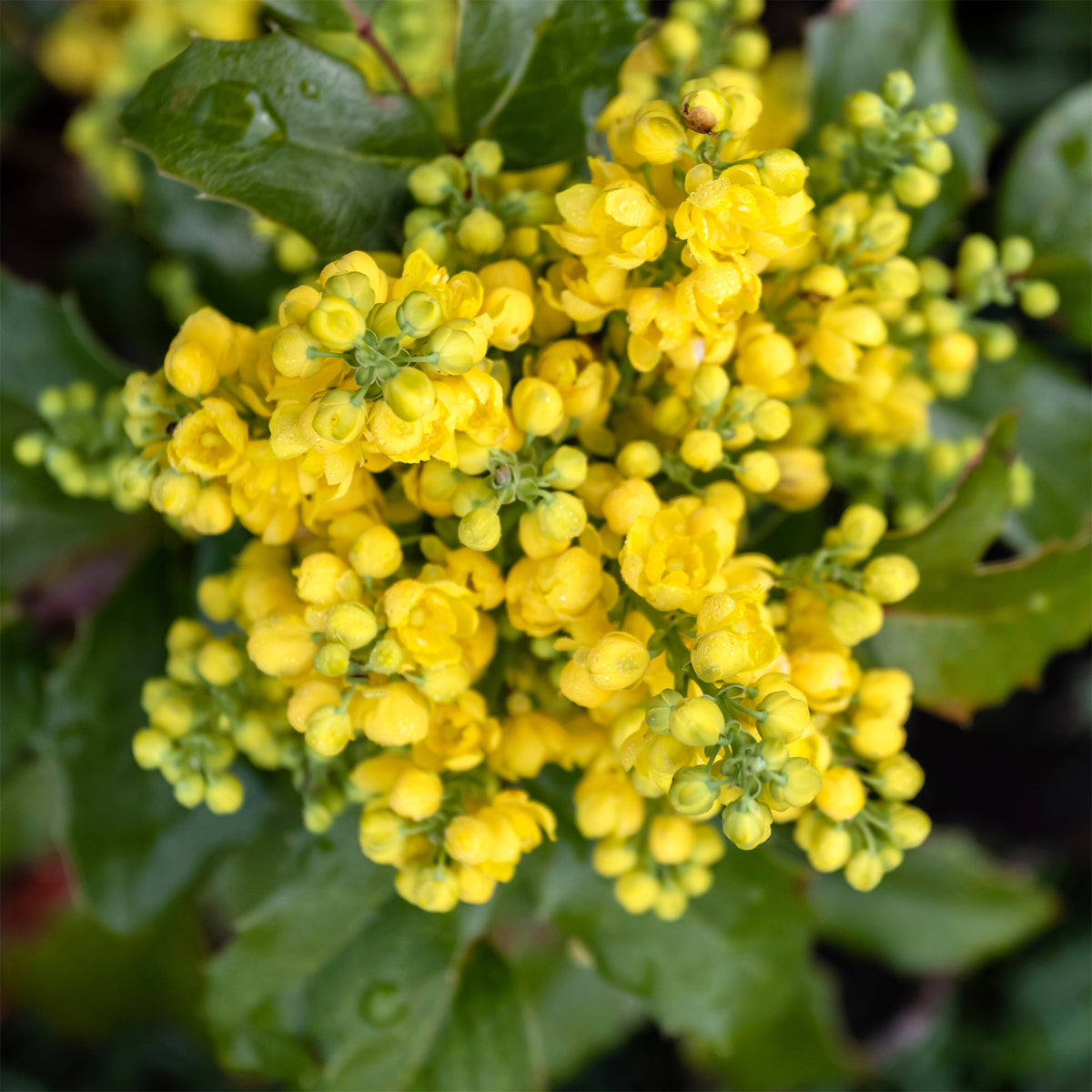 Mahonia Apollo - Mahonia aquifolium Apollo
