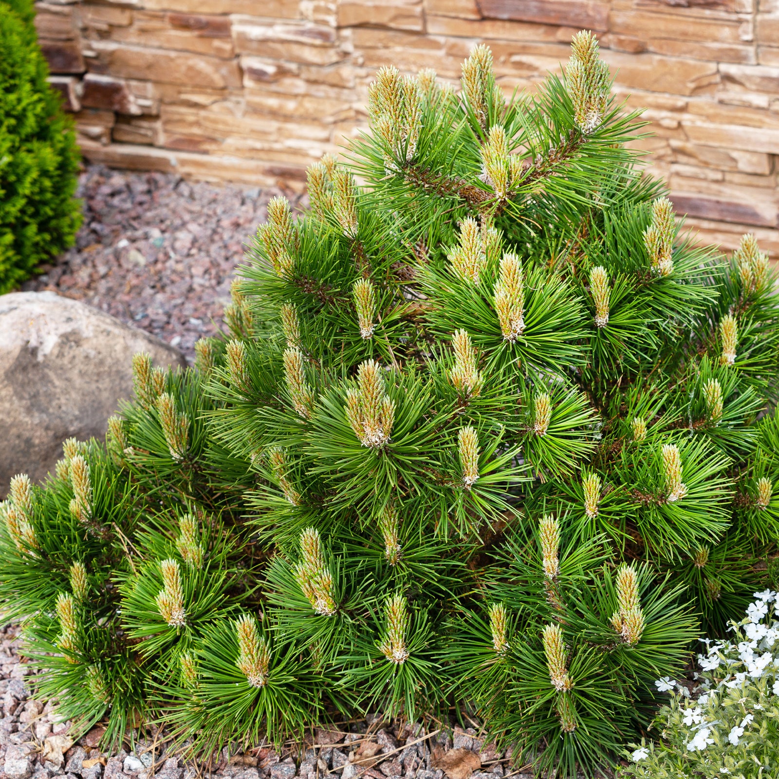 Pin des montagnes - Pinus mugo