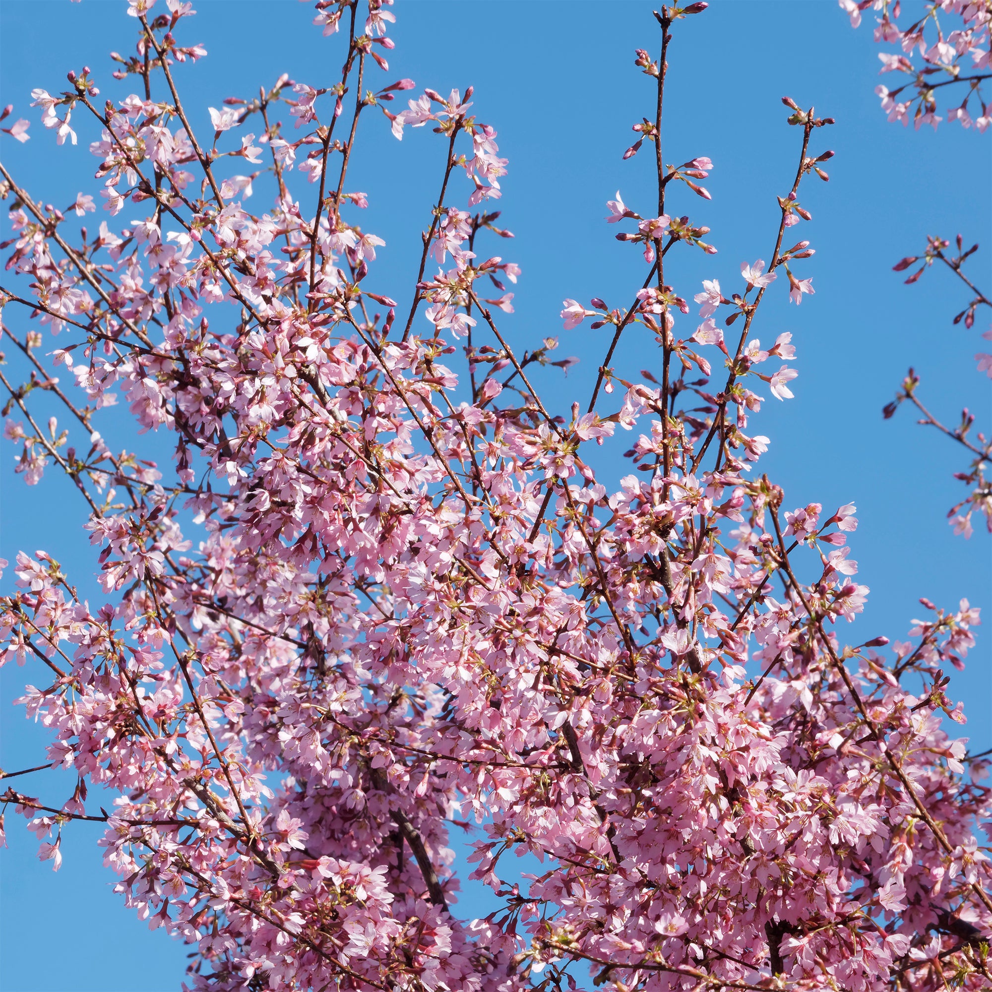 Cerisier à fleur du Japon nain Paean - Prunus incisa Paean