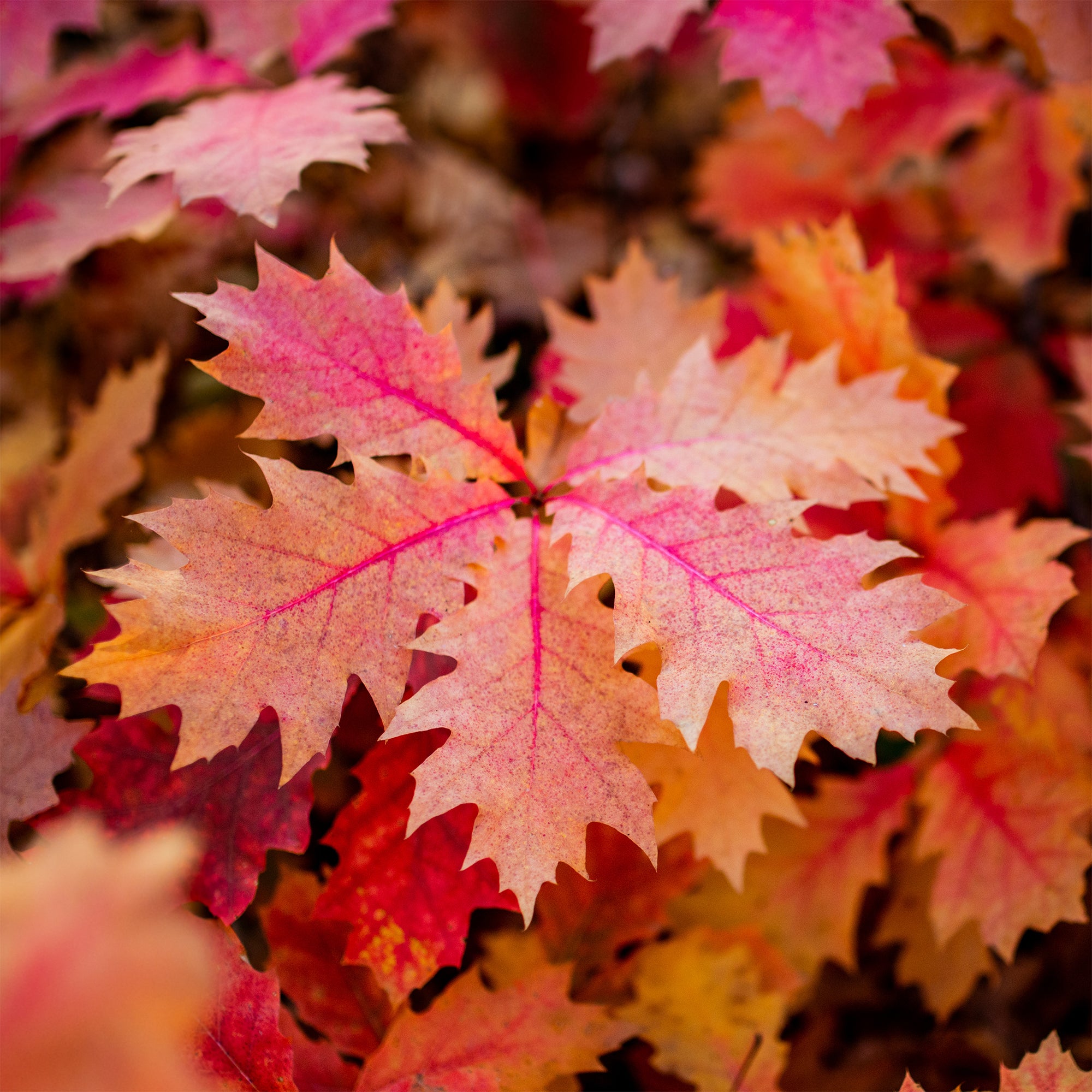 Chêne rouge d'Amérique - Quercus rubra