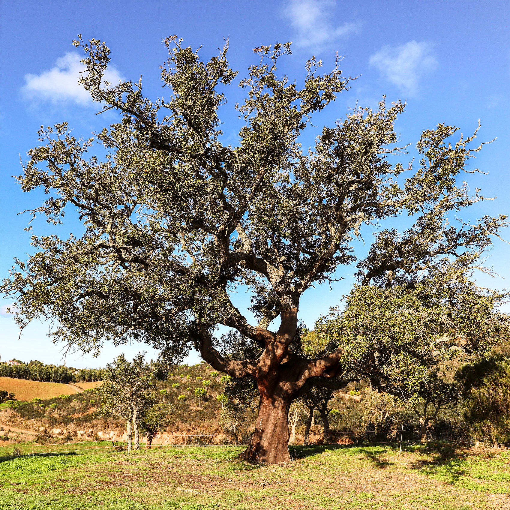Chêne-liège - Quercus suber