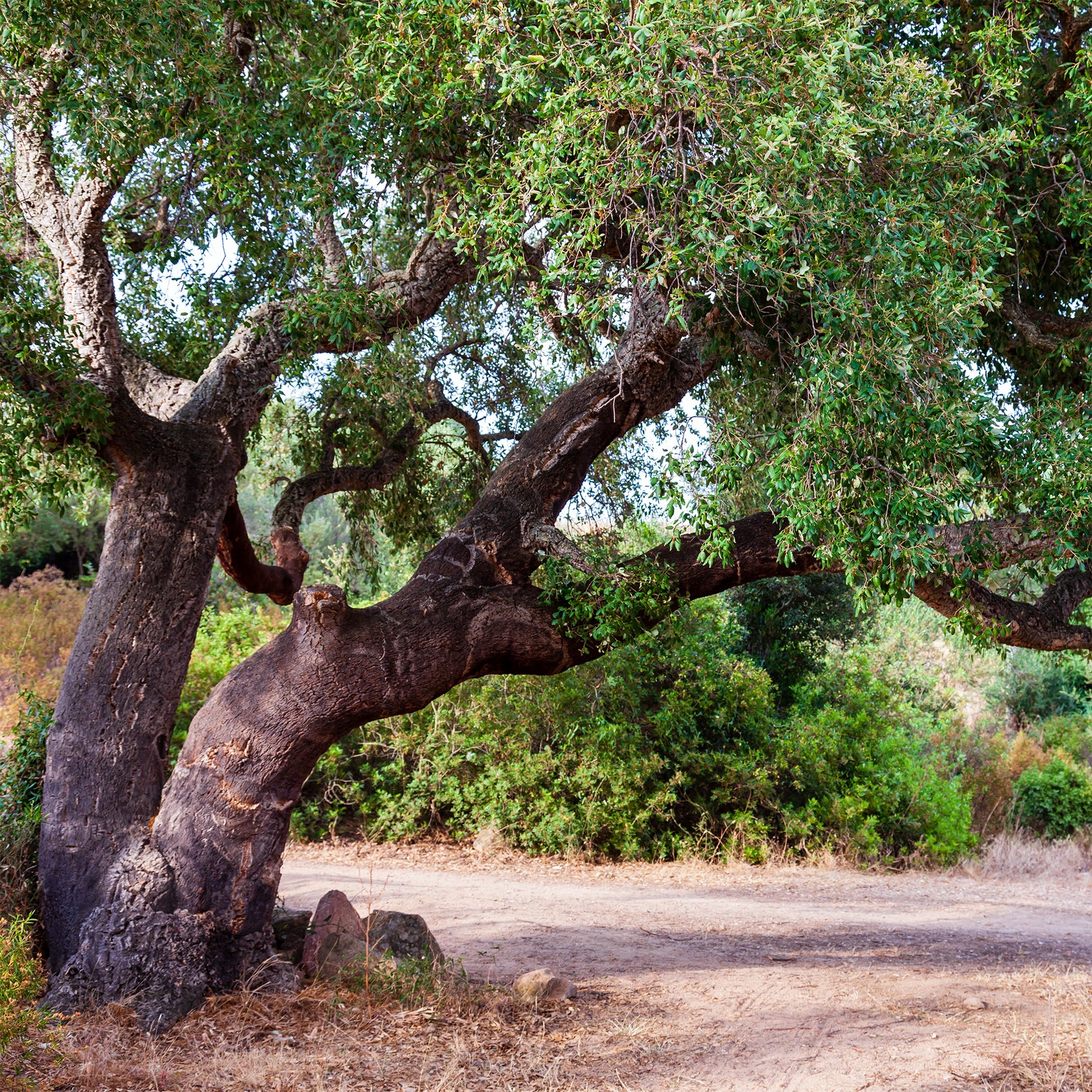 Chêne-liège - Quercus suber