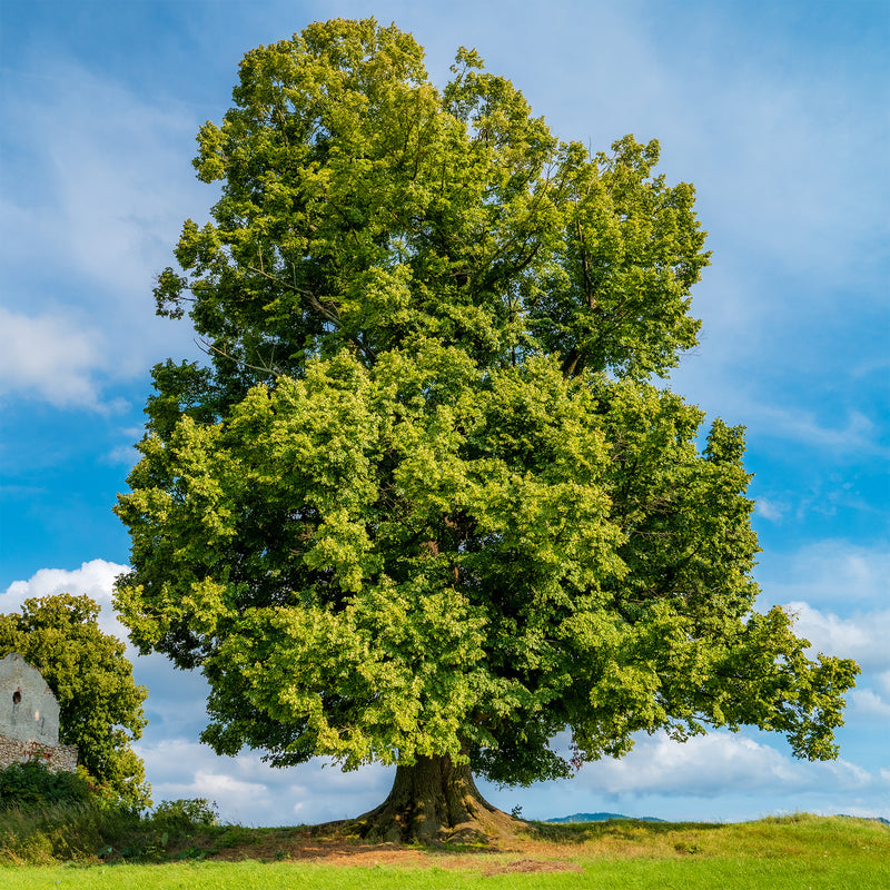 Tilleul à grandes feuilles pour ombre durable | Willemse