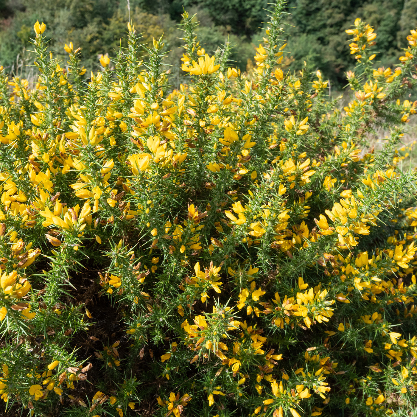 Ajonc d'Europe - Ulex europaeus