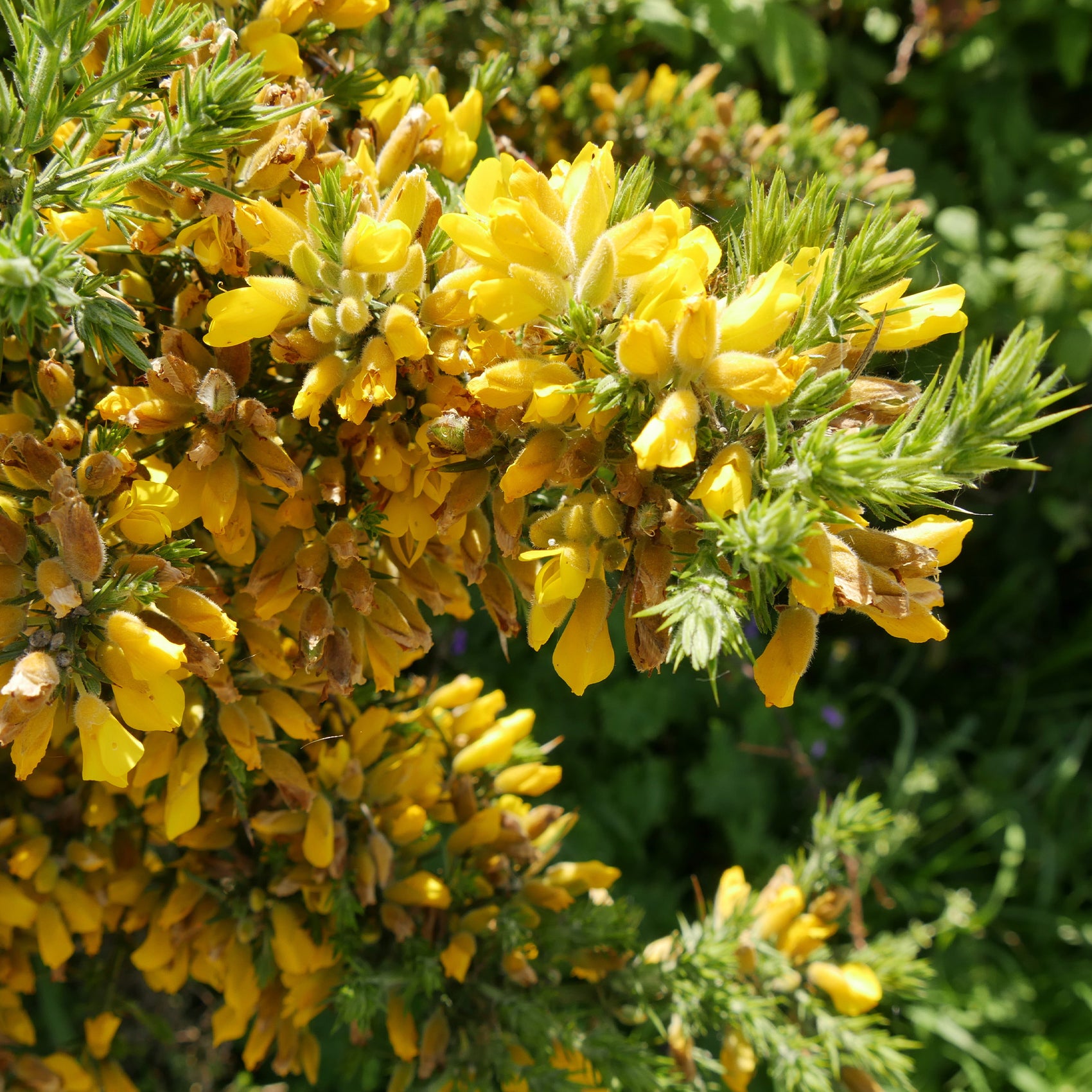 Ajonc d'Europe - Ulex europaeus