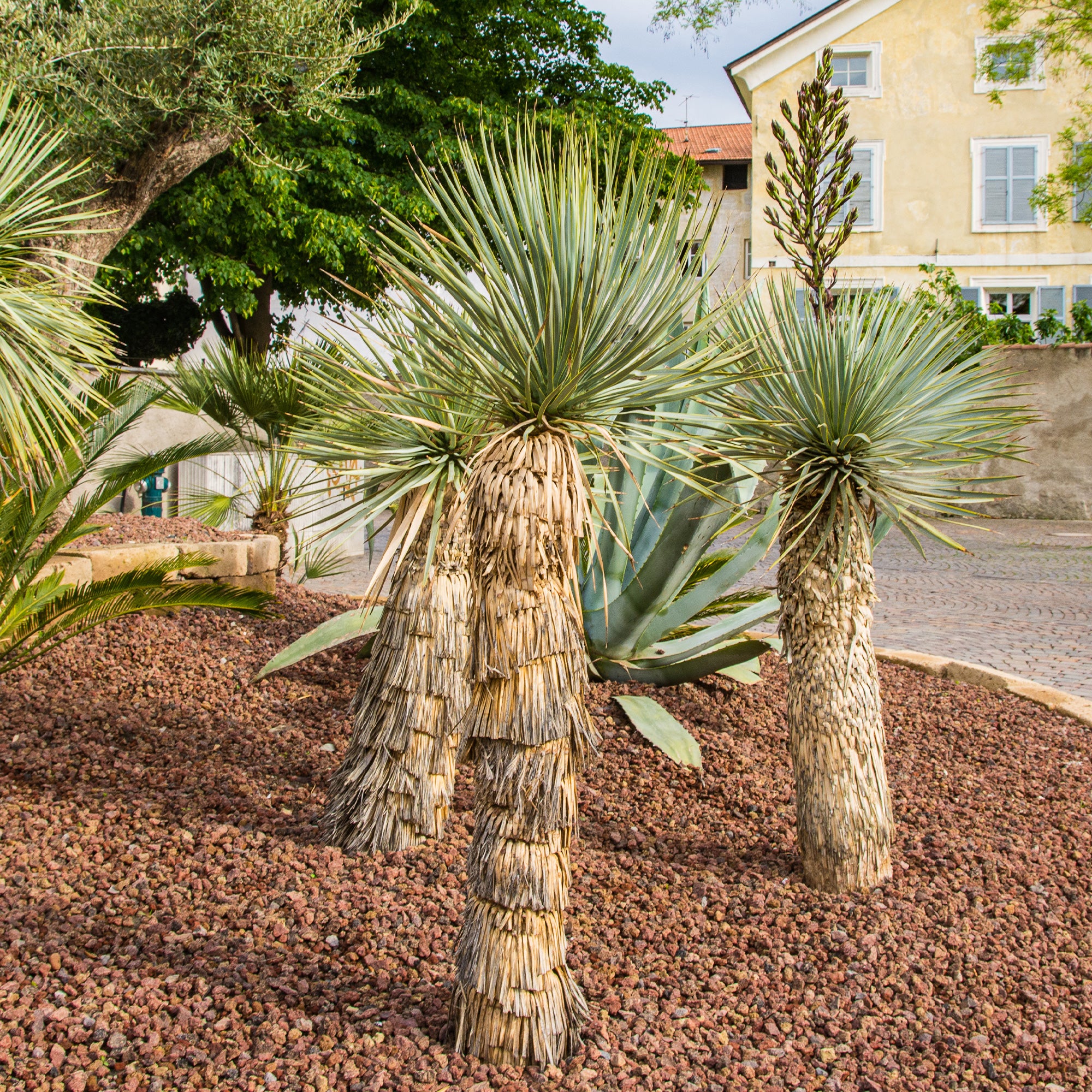 Yucca bleu - Yucca rostrata
