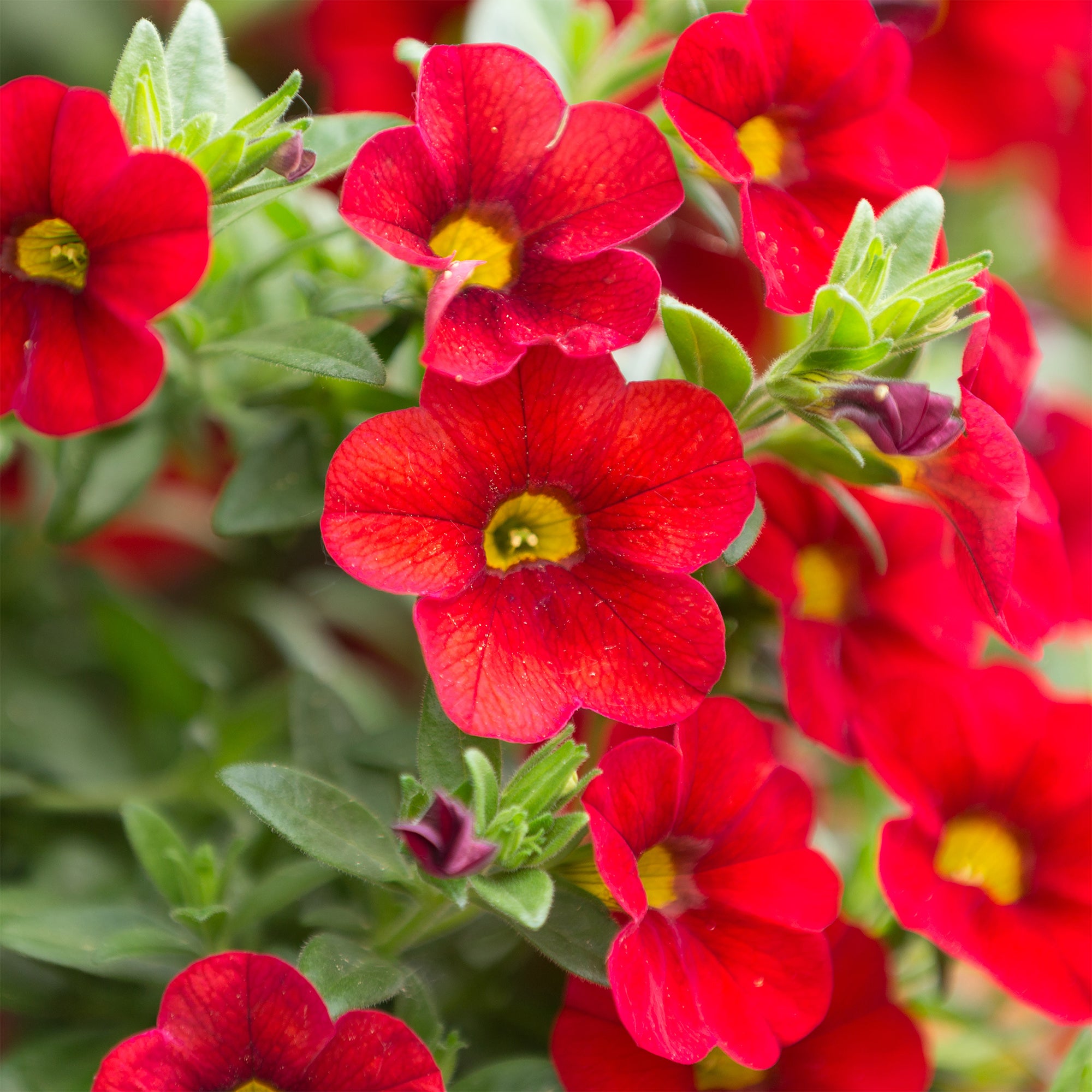 Mini-pétunia rouges - Calibrachoa hybride red