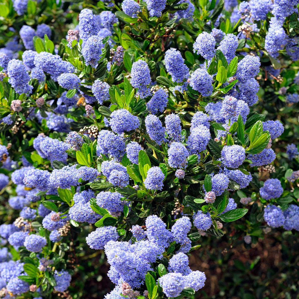 Céanothe Skylark - Ceanothus thyrsiflorus Skylark