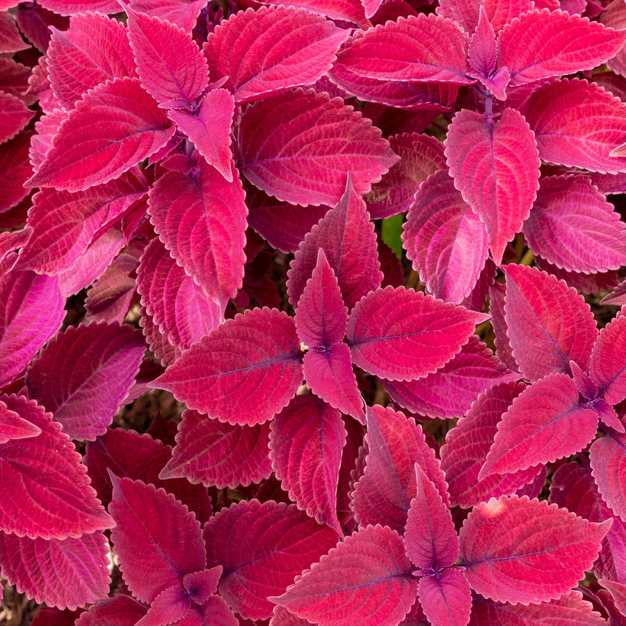 Coleus Red Head, feuillage rouge facile en pot | Willemse