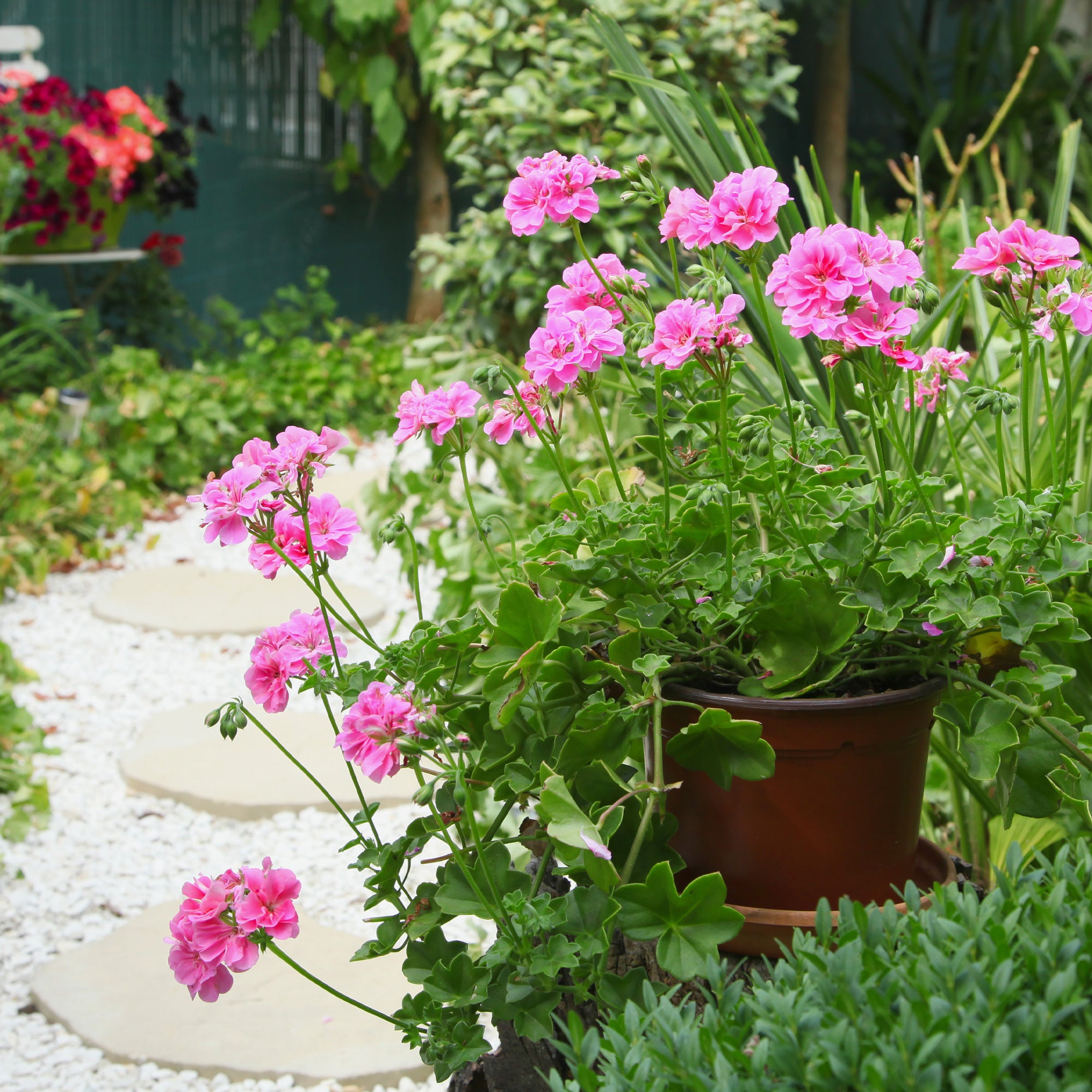 Géranium lierre double rose - Pelargonium peltatum pink