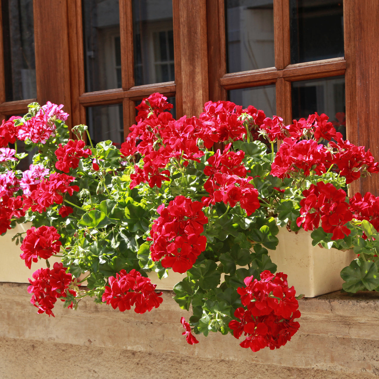 Géranium lierre double rouge - Pelargonium peltatum red