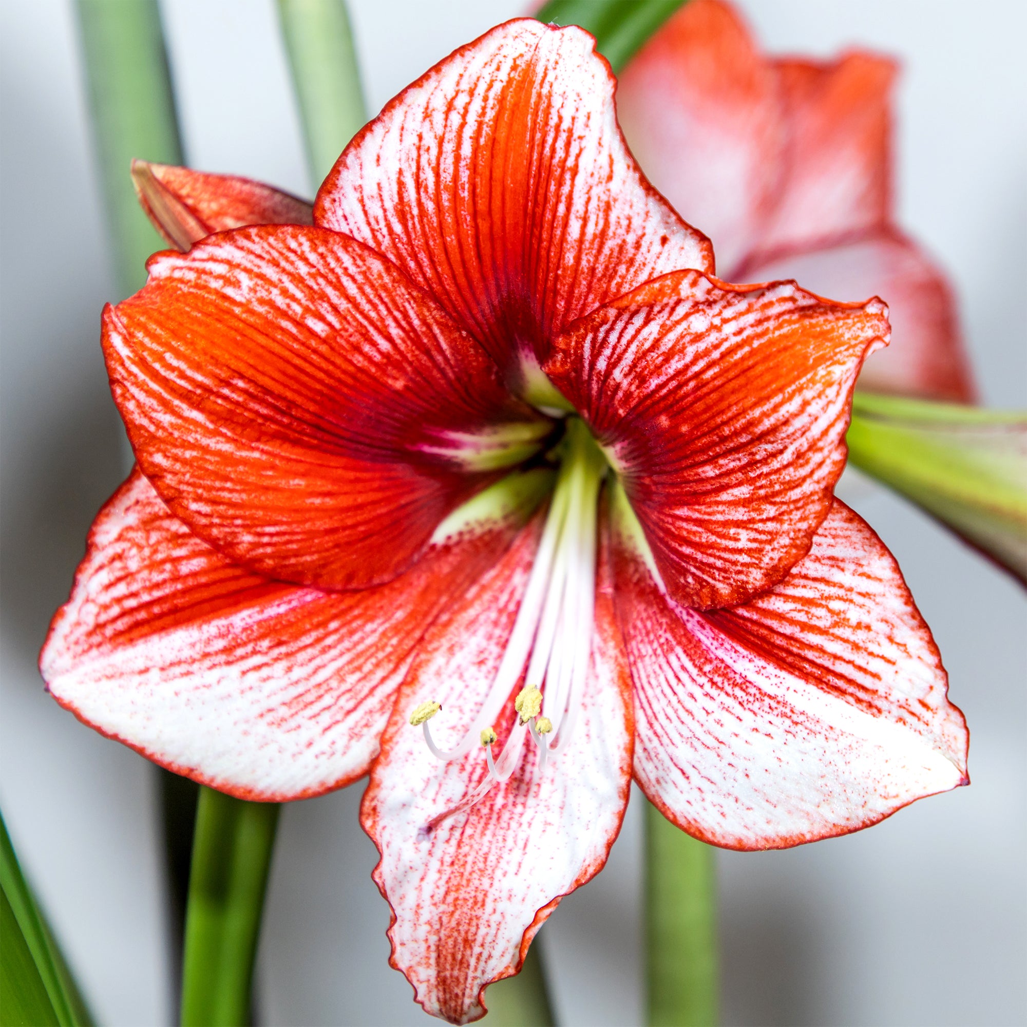 Bulbes Amaryllis Showmaster - Hippeastrum Showmaster