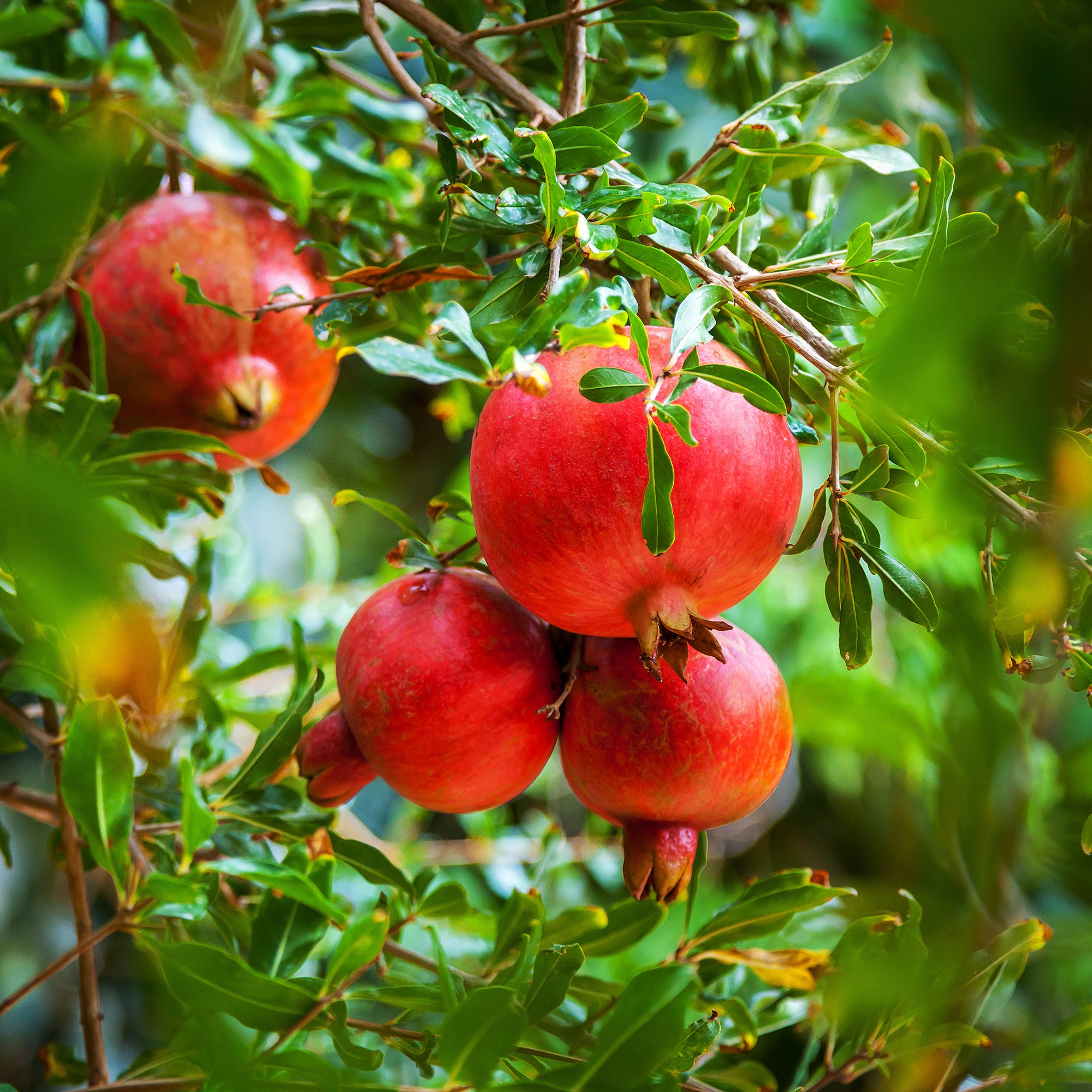Grenadier à fruits - Punica granatum