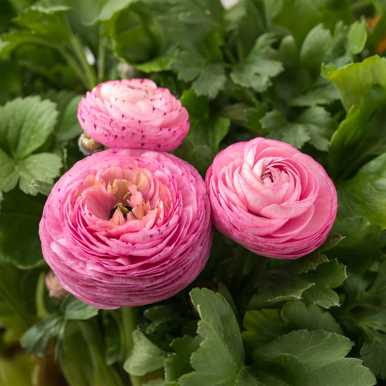 Bulbes 10 Renoncules roses - Ranunculus asiaticus Pink
