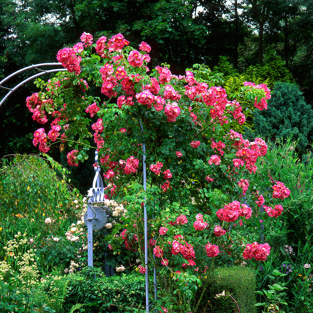 Rosier liane American Pillar - Rosa wichuraiana American Pillar