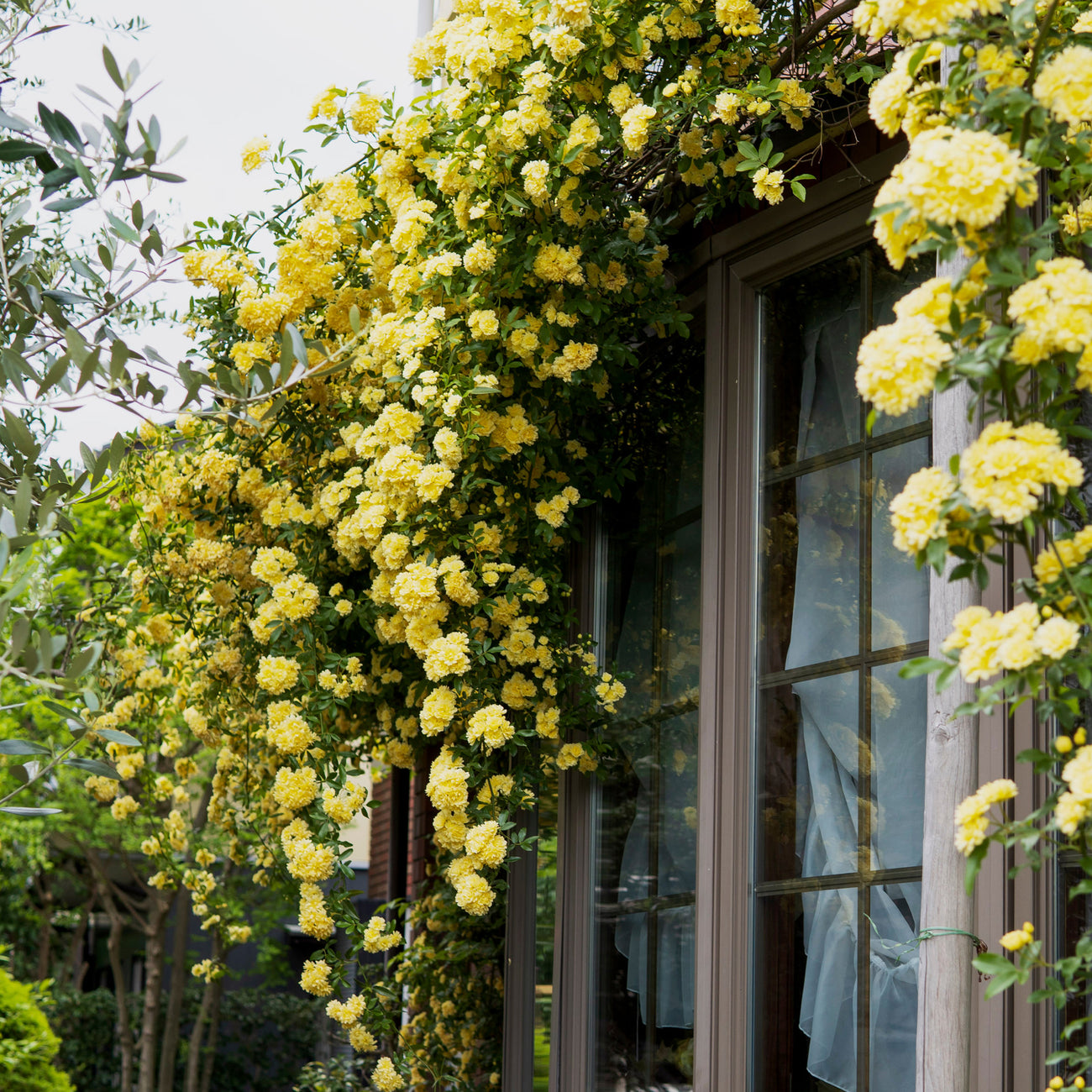 Rosier grimpant de Banks jaune - Rosa banksiae Lutea