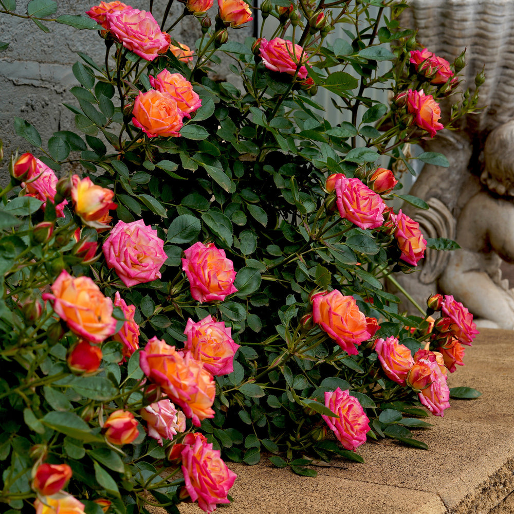 Mini rosiers | Achat, Vente en ligne - Willemse