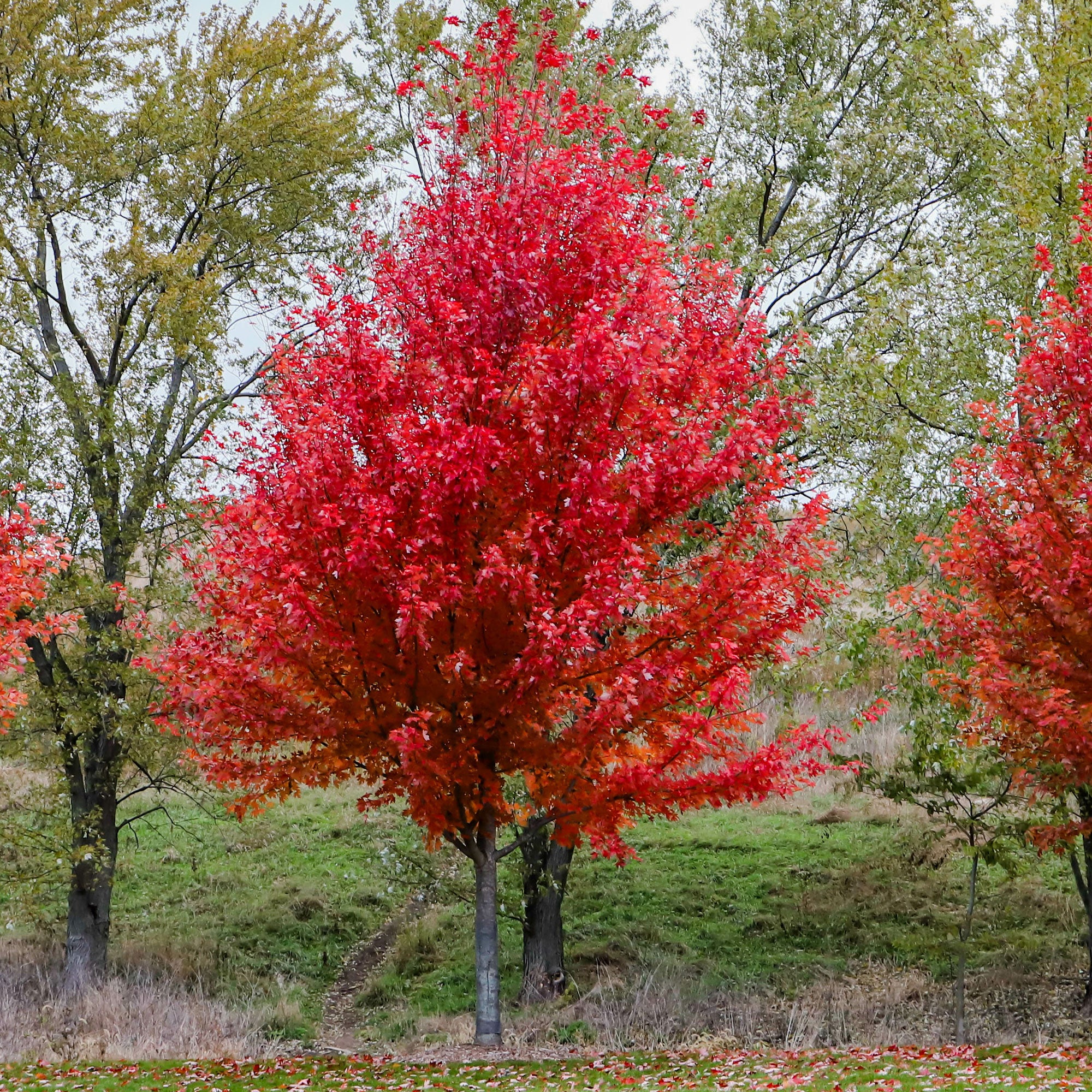 Erable de Freeman Autumn Blaze - Acer freemanii Autumn Blaze
