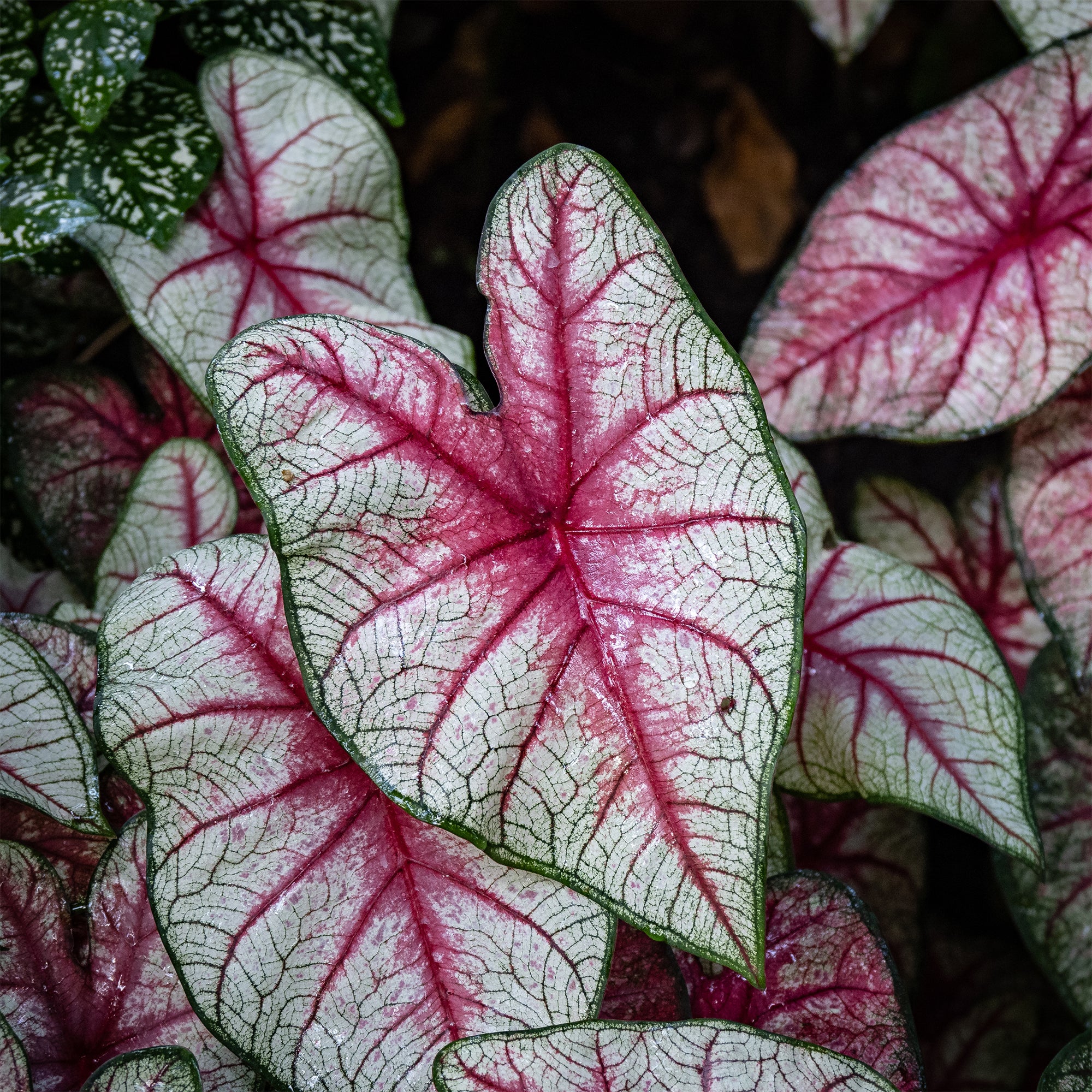 Bulbes Caladium White Queen - Caladium x hortulanum White Queen