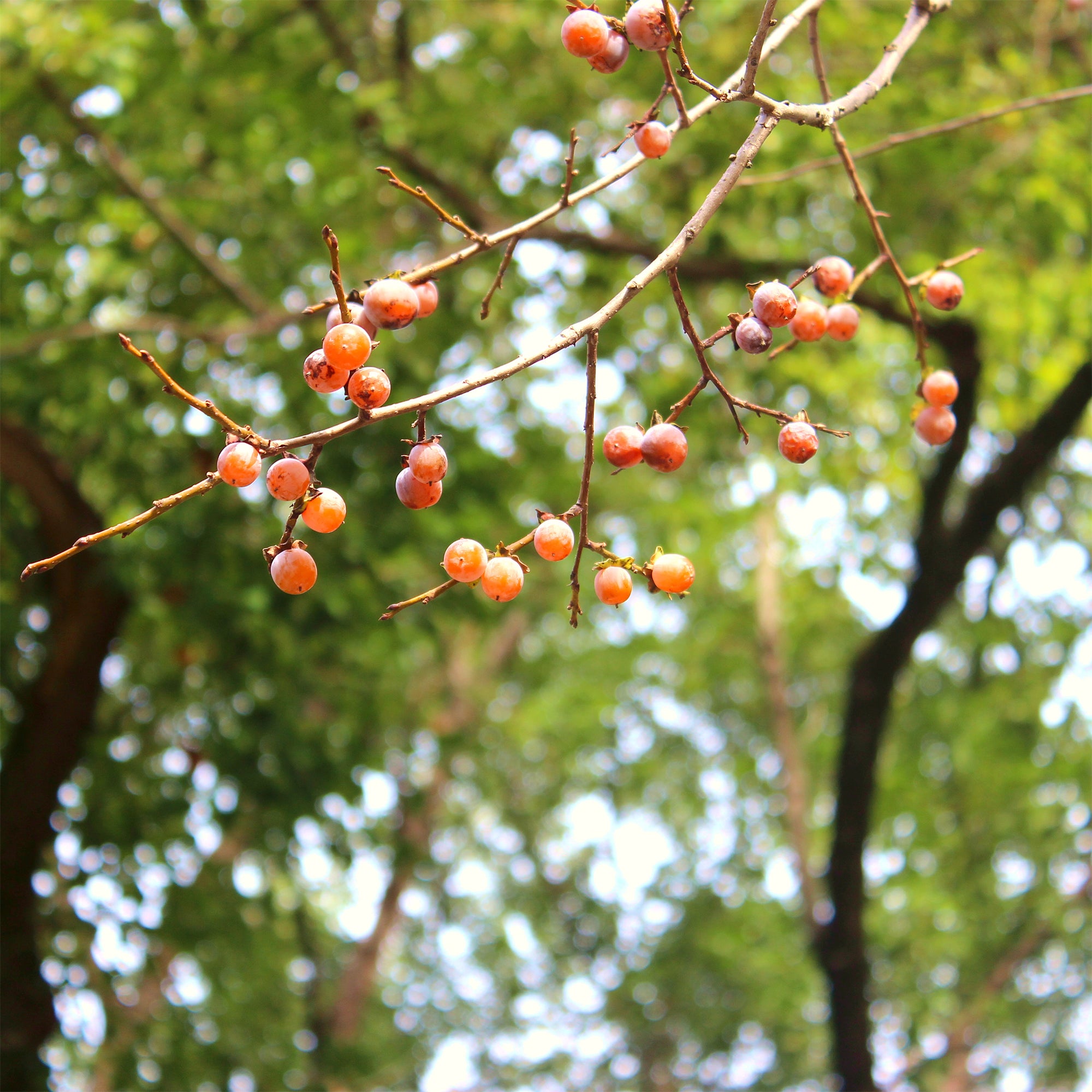 Kaki lotus - Plaqueminier lotier - Diospyros lotus