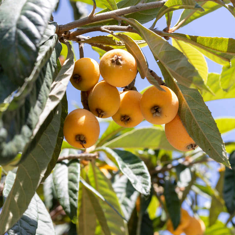 Néflier du Japon - Eriobotrya japonica