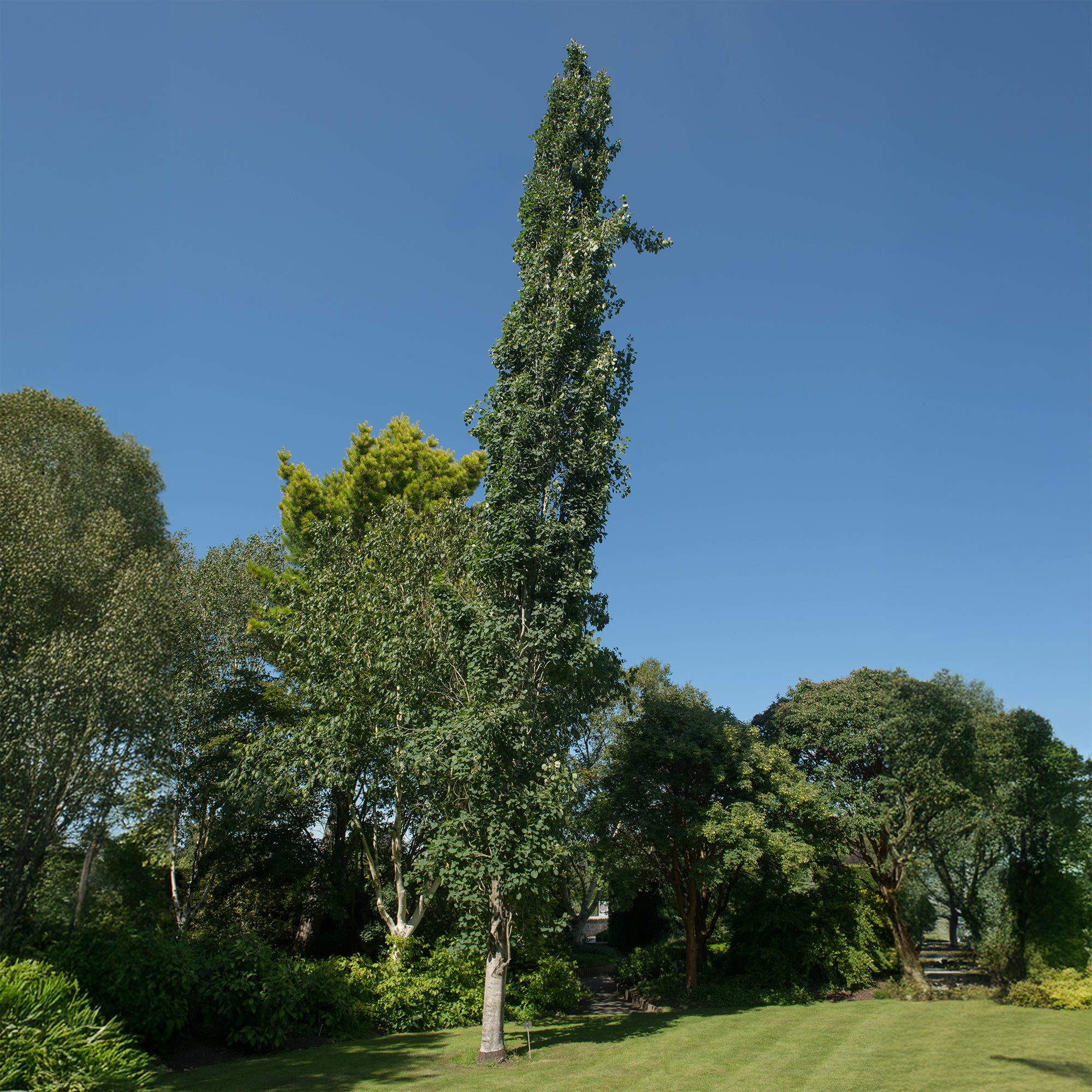 Peuplier tremble Erecta - Populus tremula Erecta