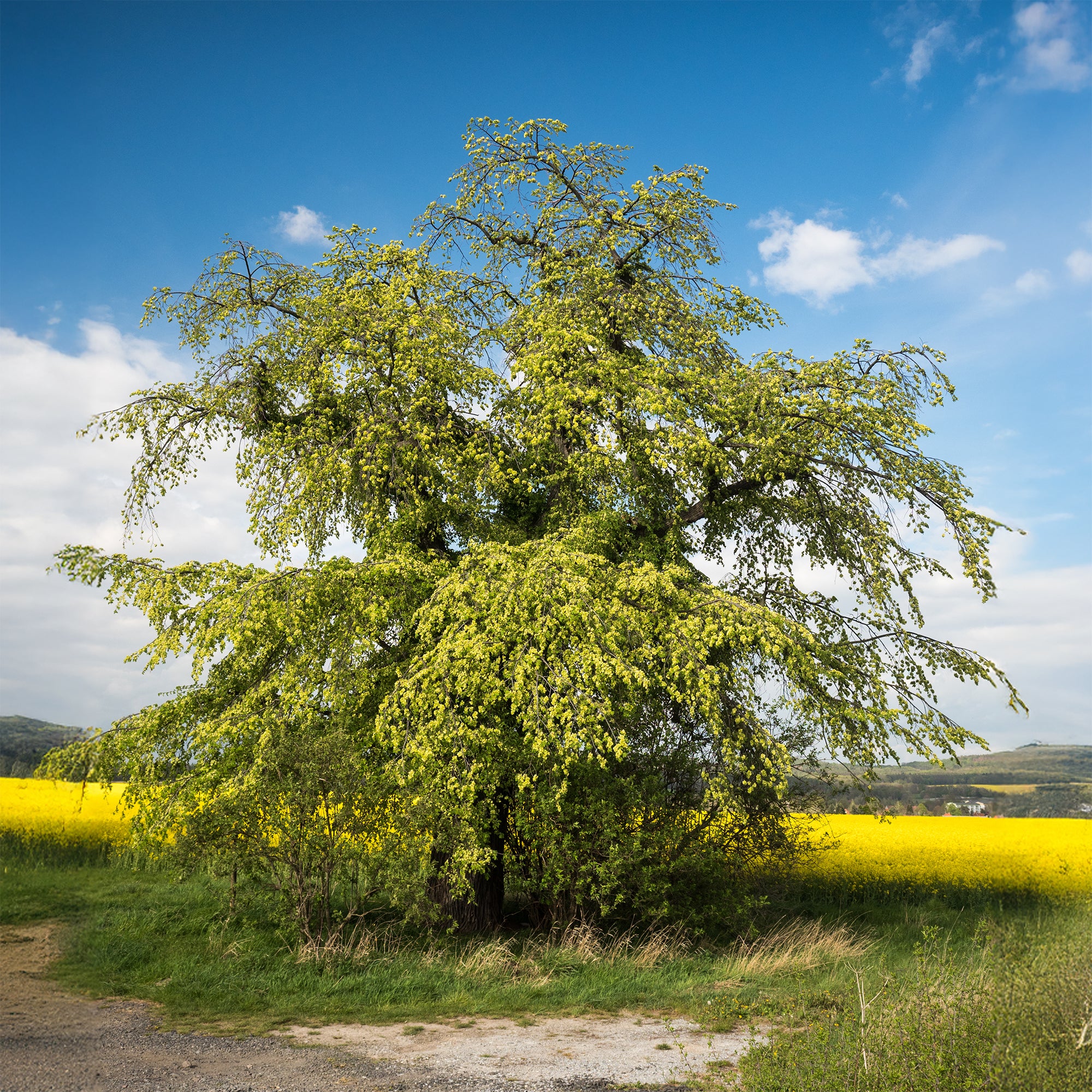 Orme de montagne - Ulmus glabra