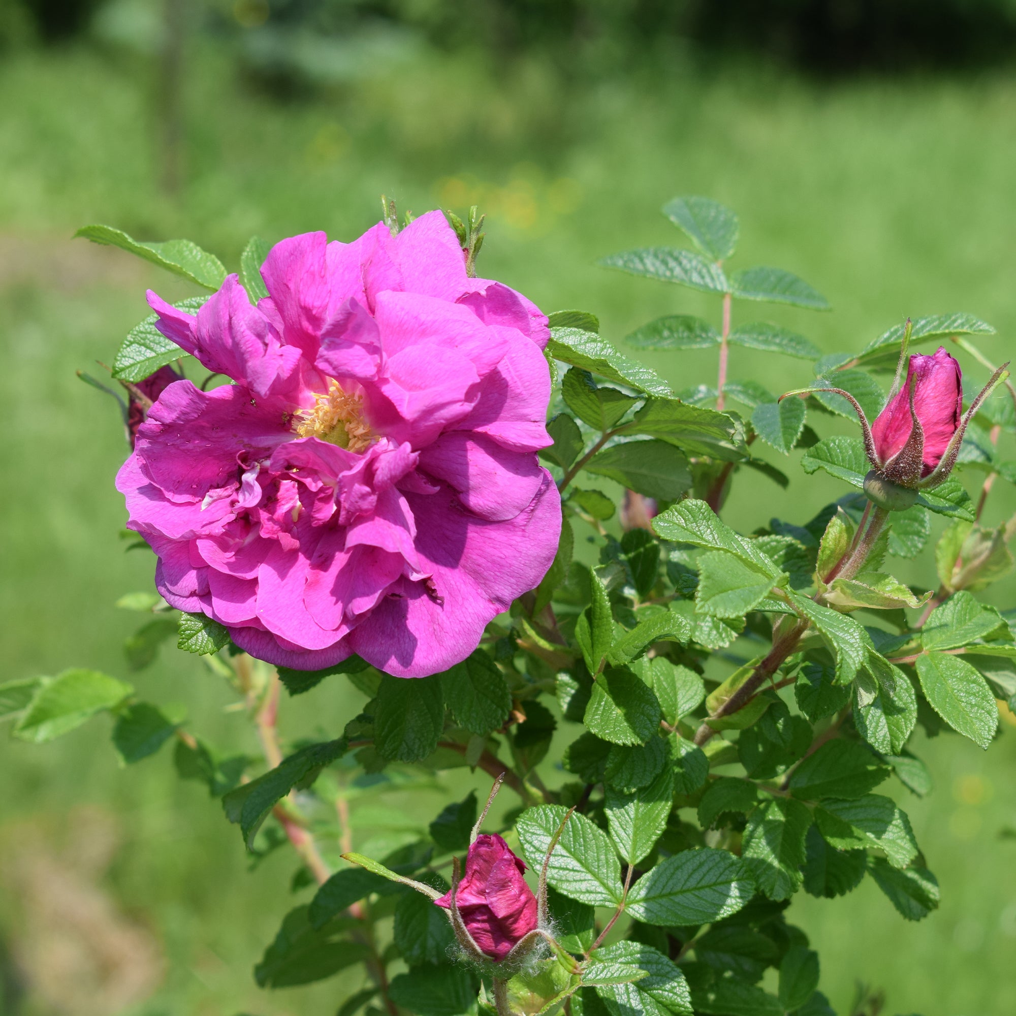Rosier rugueux Wild Eric - Rosa Wild Edric