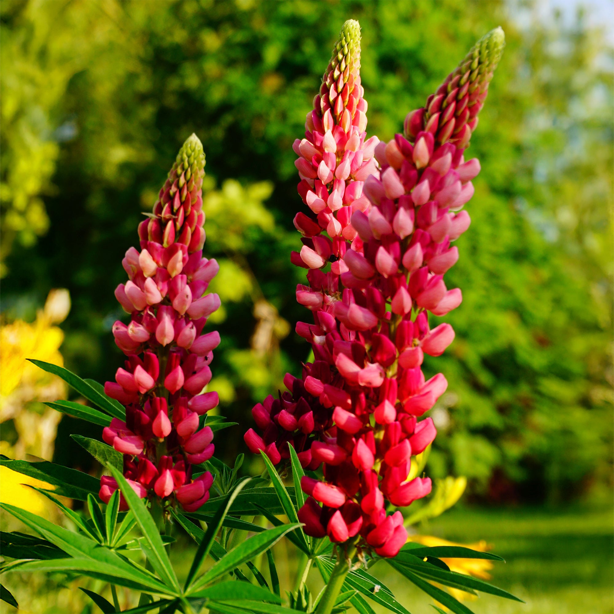 Lupin The Pages rouge, massif facile | Willemse