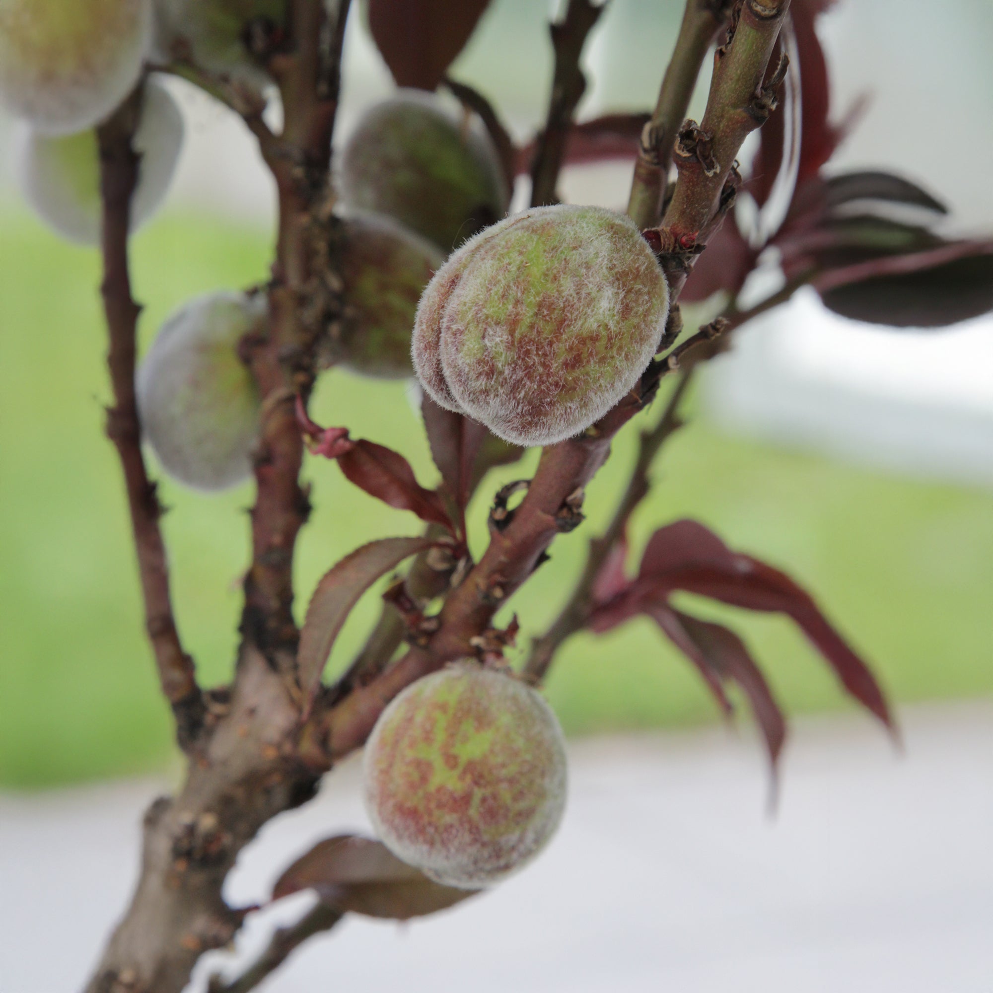 Pêcher pourpre Rubira - Prunus persica Rubira