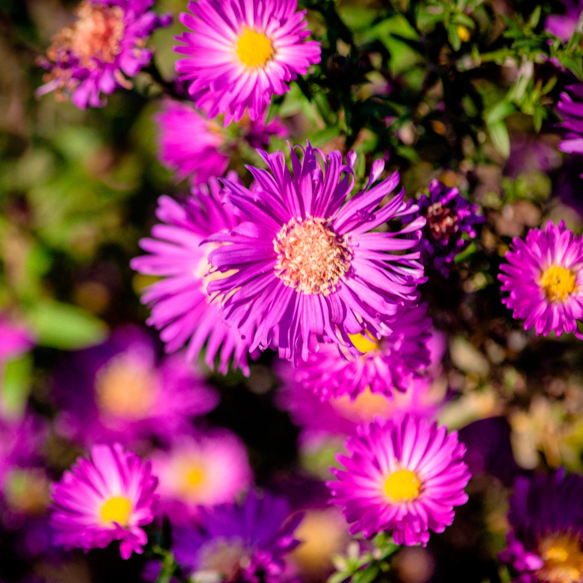 Aster nain d'automne Anneke, bordure facile | Willemse